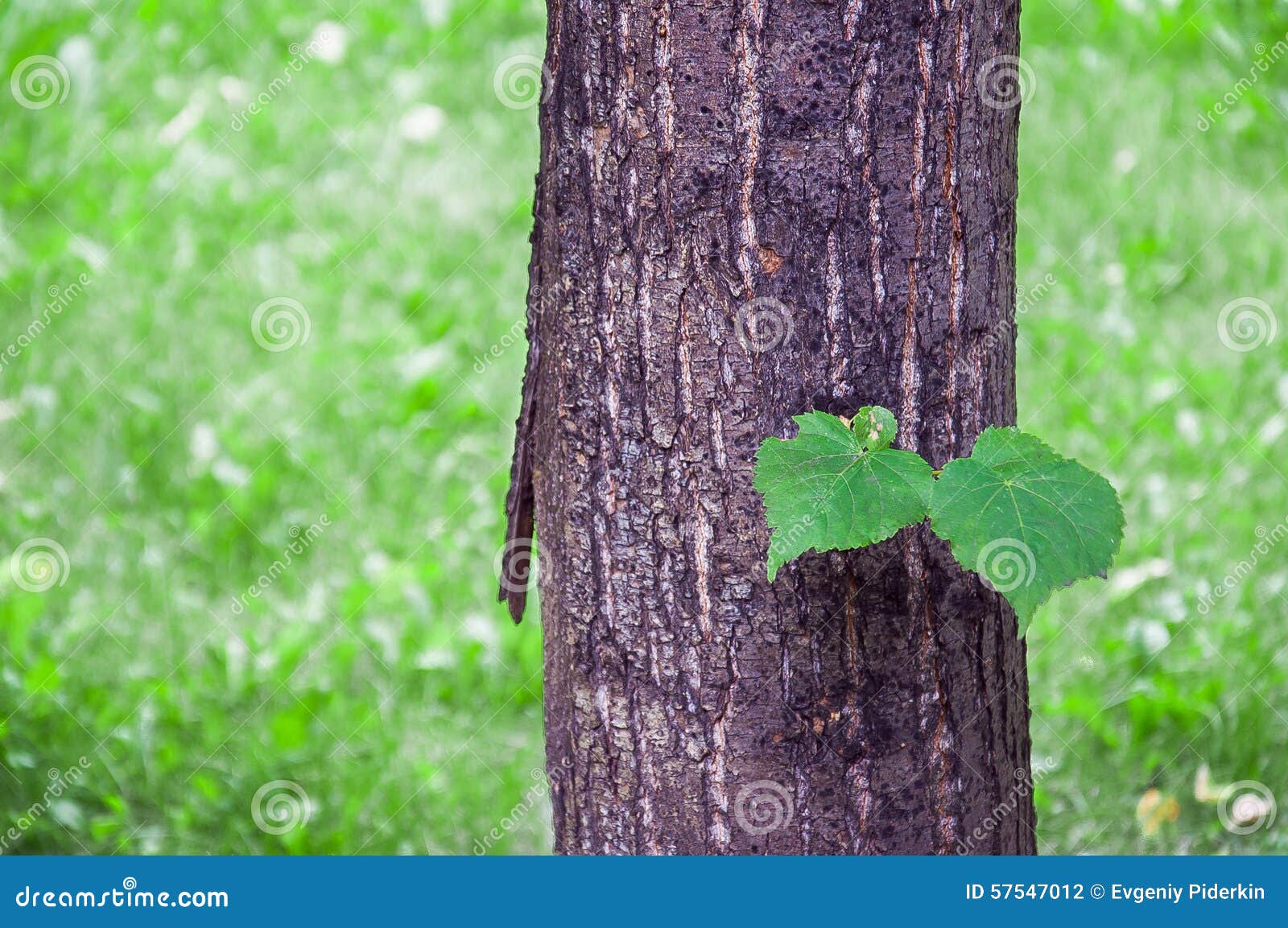 Tree with mustaches stock photo. Image of trunk, mustaches - 57547012