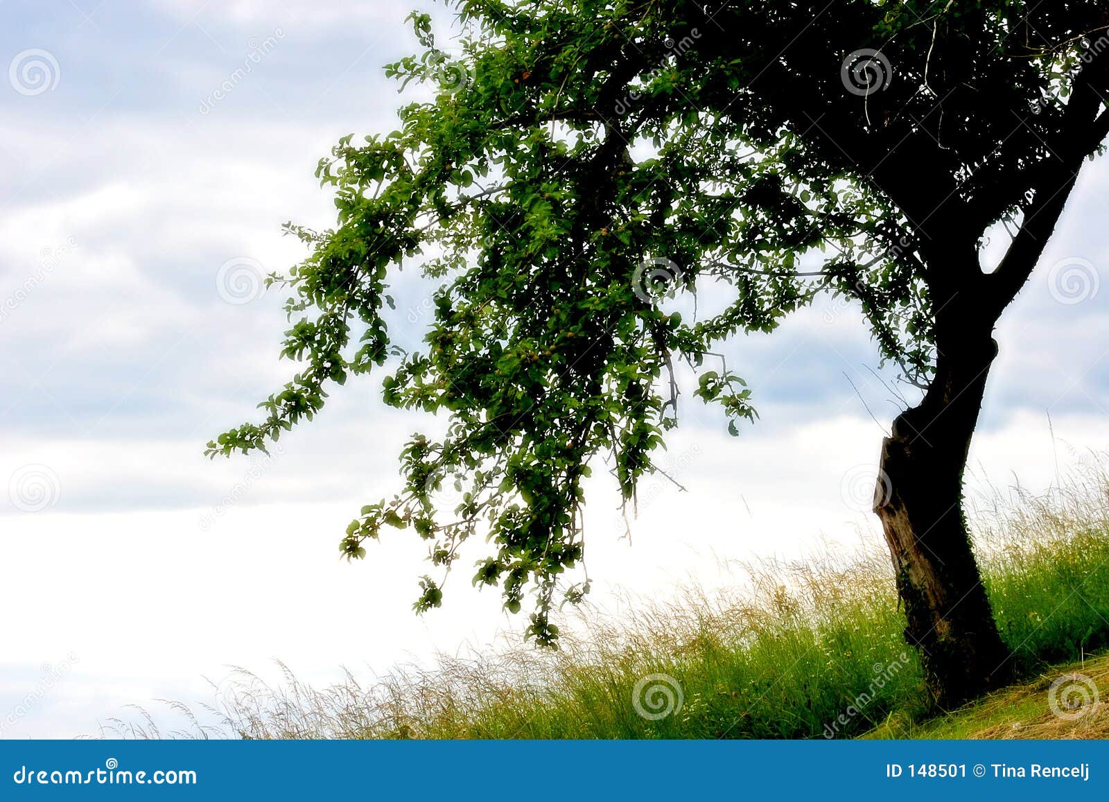 Tree in My Dream stock image. Image of fantasy, mood, hill - 148501