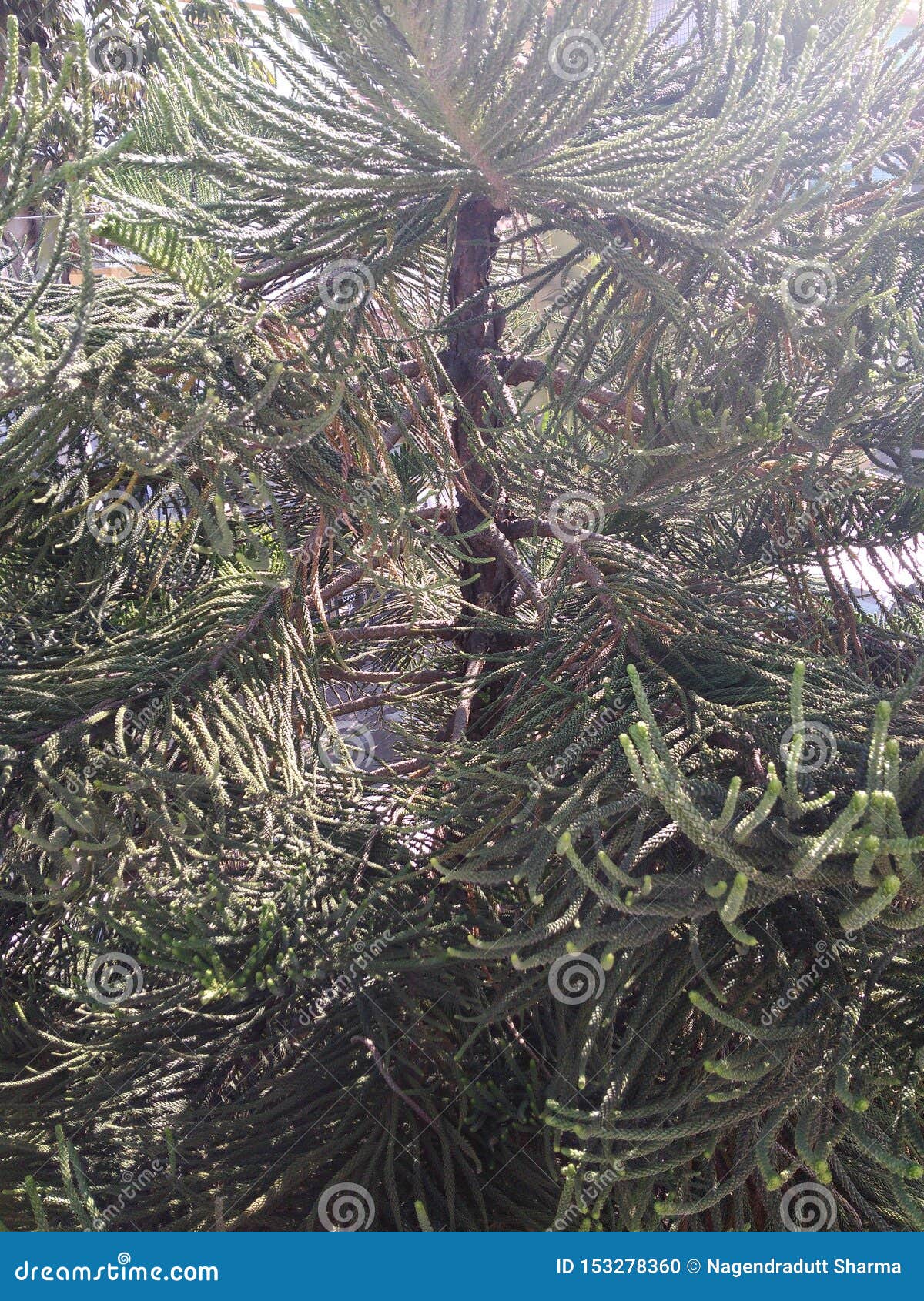 A Rare Close Up Of Devdar Conifer Trees With White Clouds In The Sun In ...