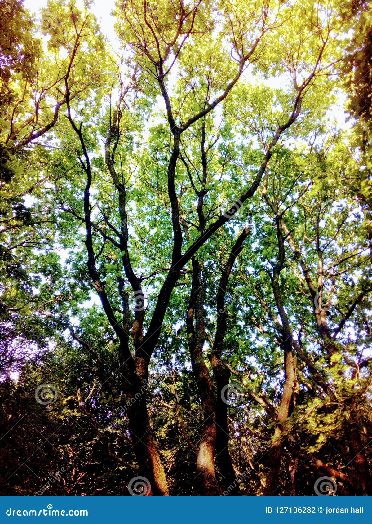 The tree of my life stock photo. Image of life, built - 127106282