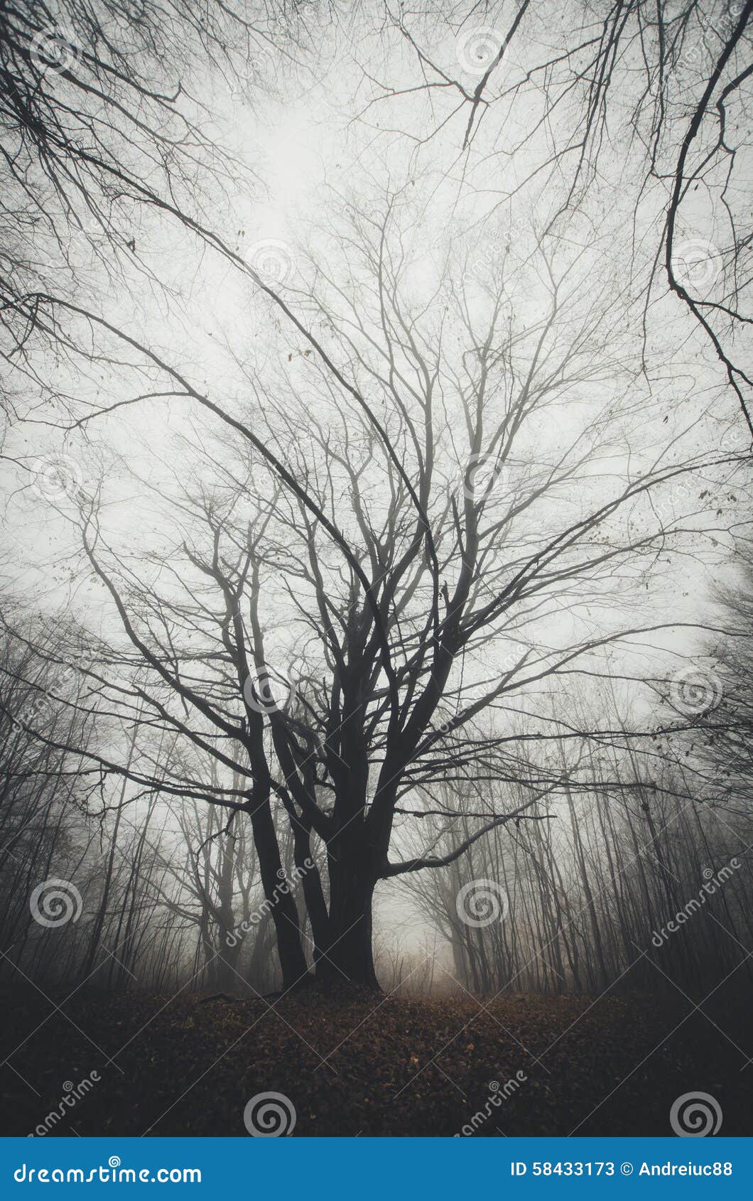 Tree in Mysterious Halloween Forest with Fog Stock Image - Image of ...