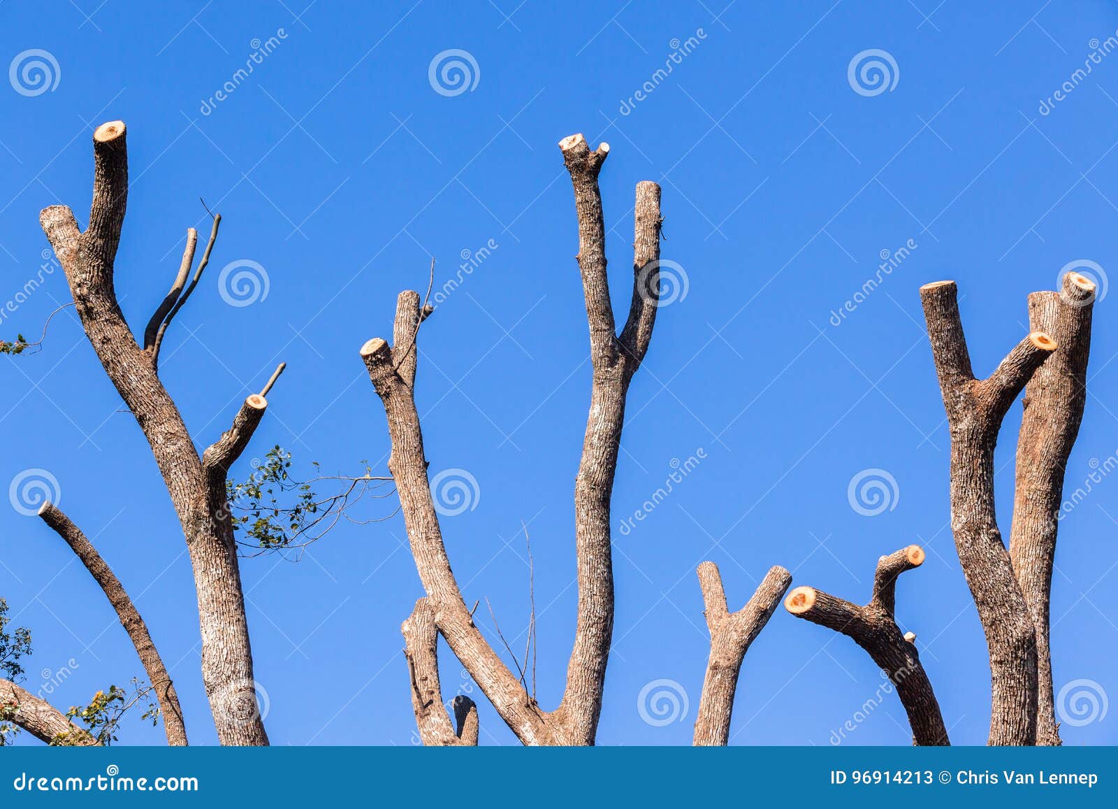 Tree Bare Branches Blue stock image. Image of detail - 96914213