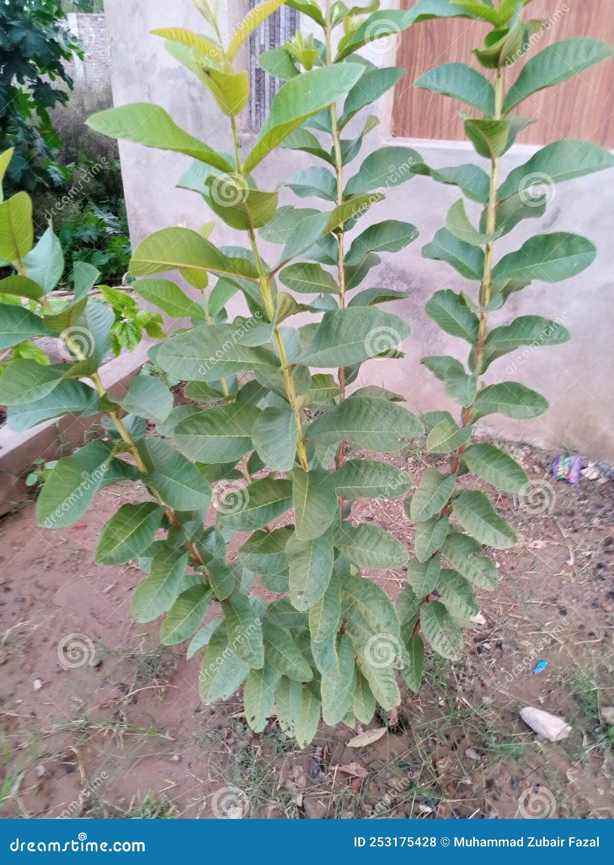 Tree Name Guava in Green Guava Central American South American Stock ...