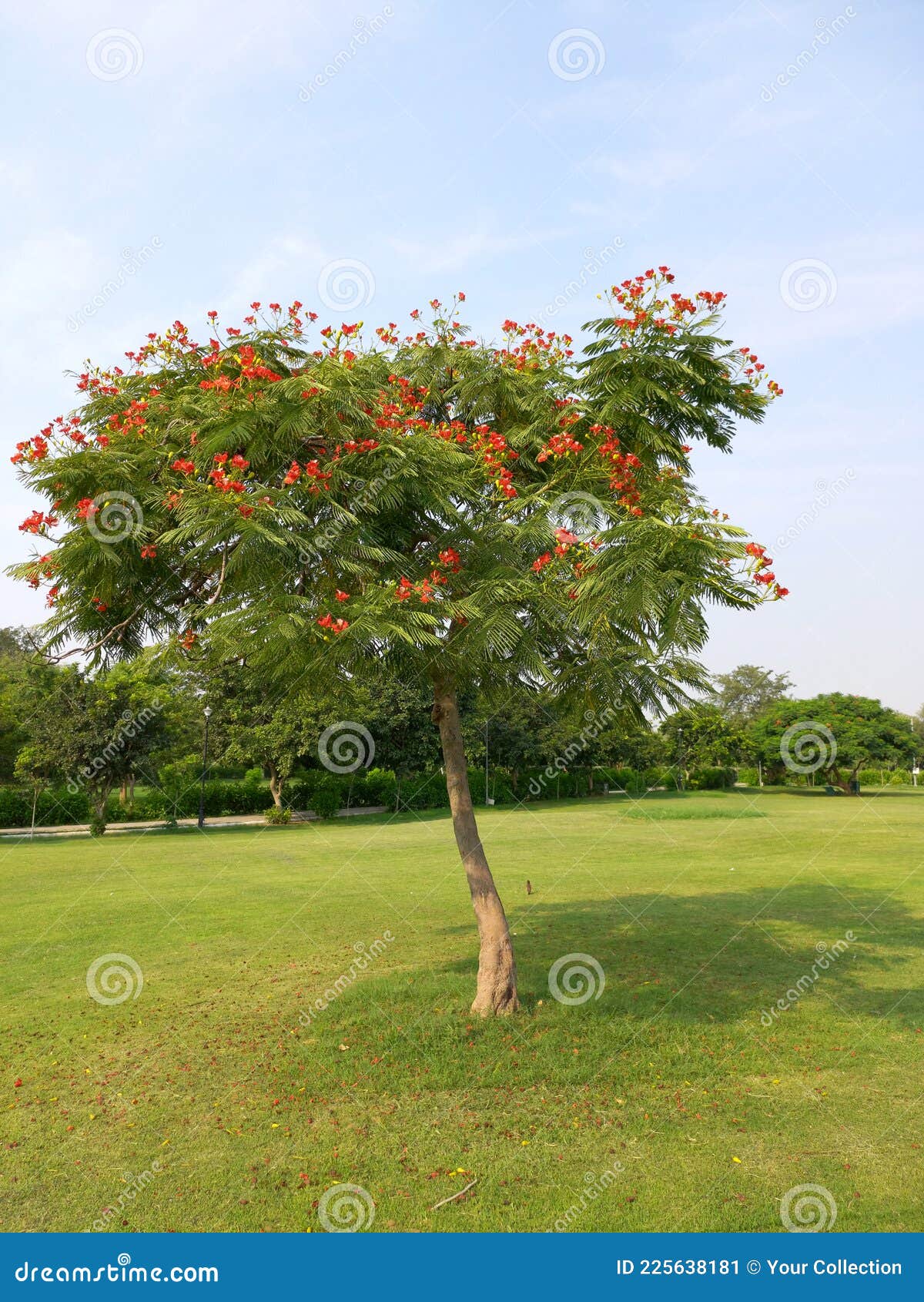 Tree name is gulmohar stock image. Image of mara, royal - 225638181