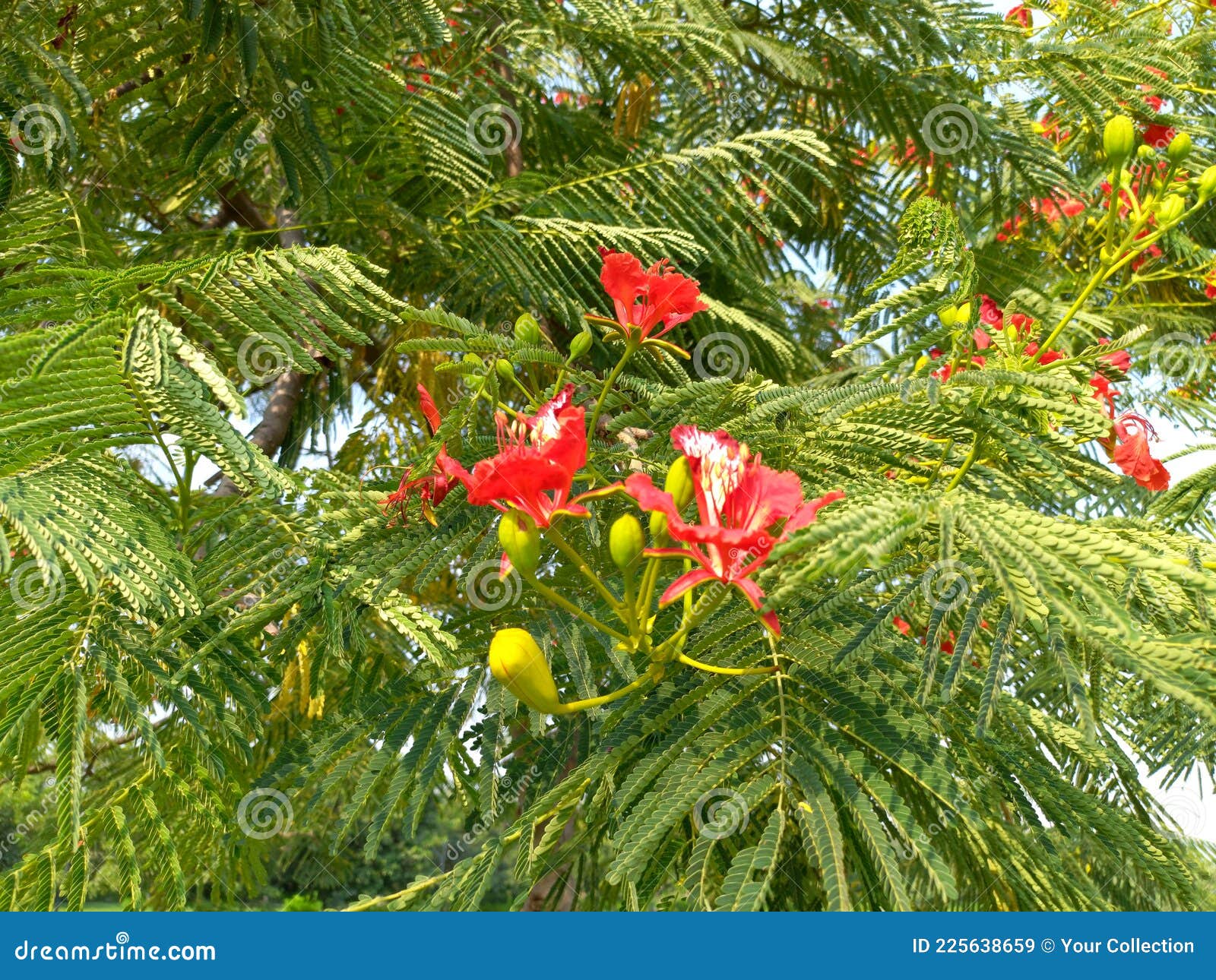 Tree name is gulmohar stock image. Image of plants, mara - 225638659