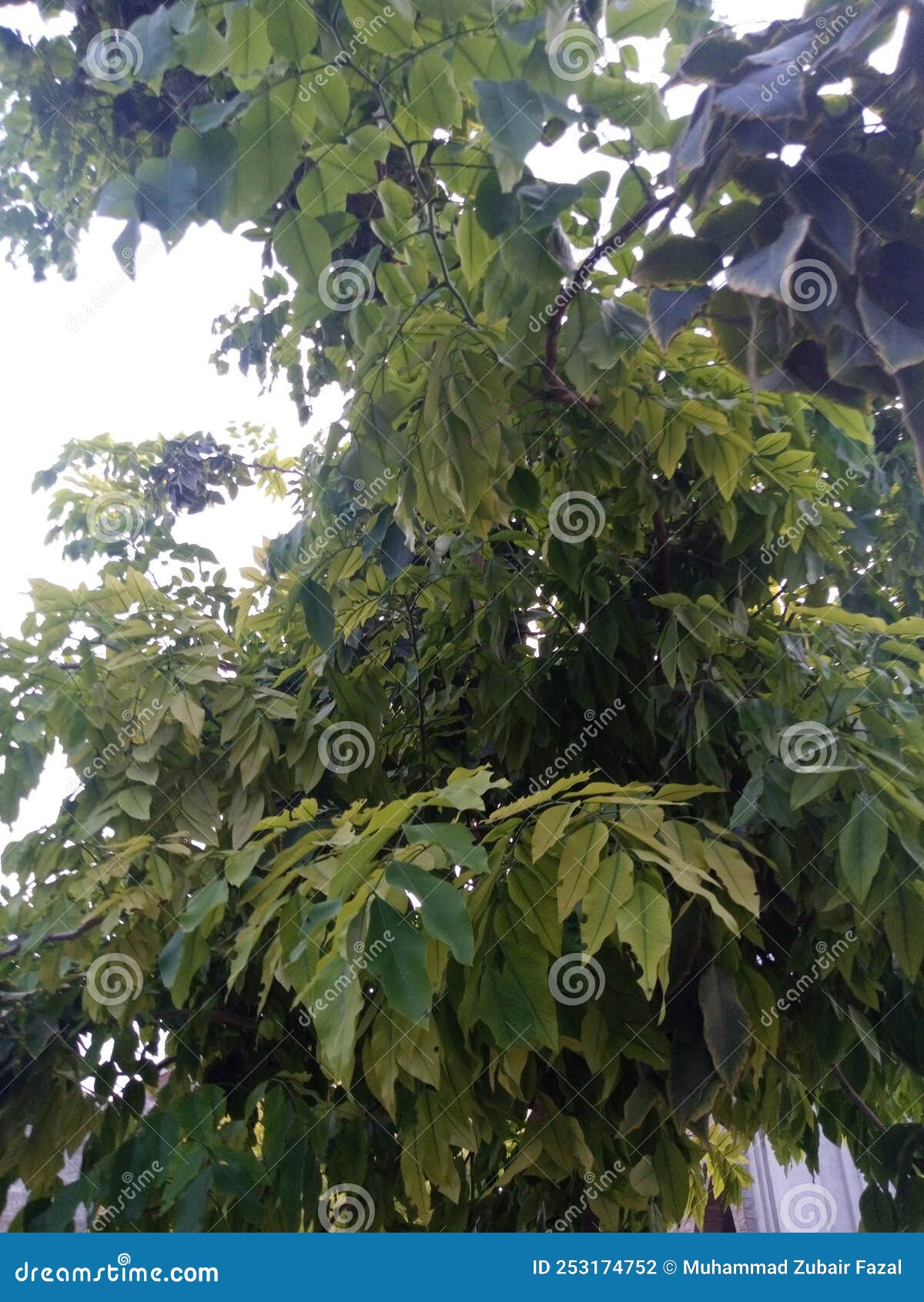 It is a Tree Name Paw Paw Tree in Sal Jungle of Malaysia Stock Photo ...
