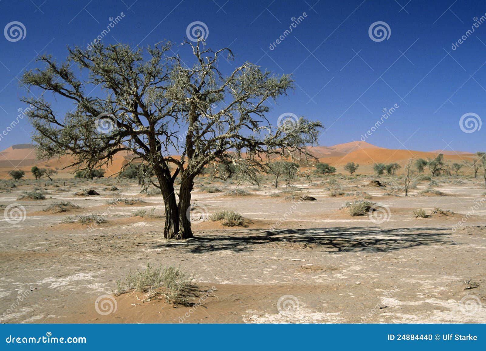 Tree in Namib Desert II stock photo. Image of namib, tree - 24884440