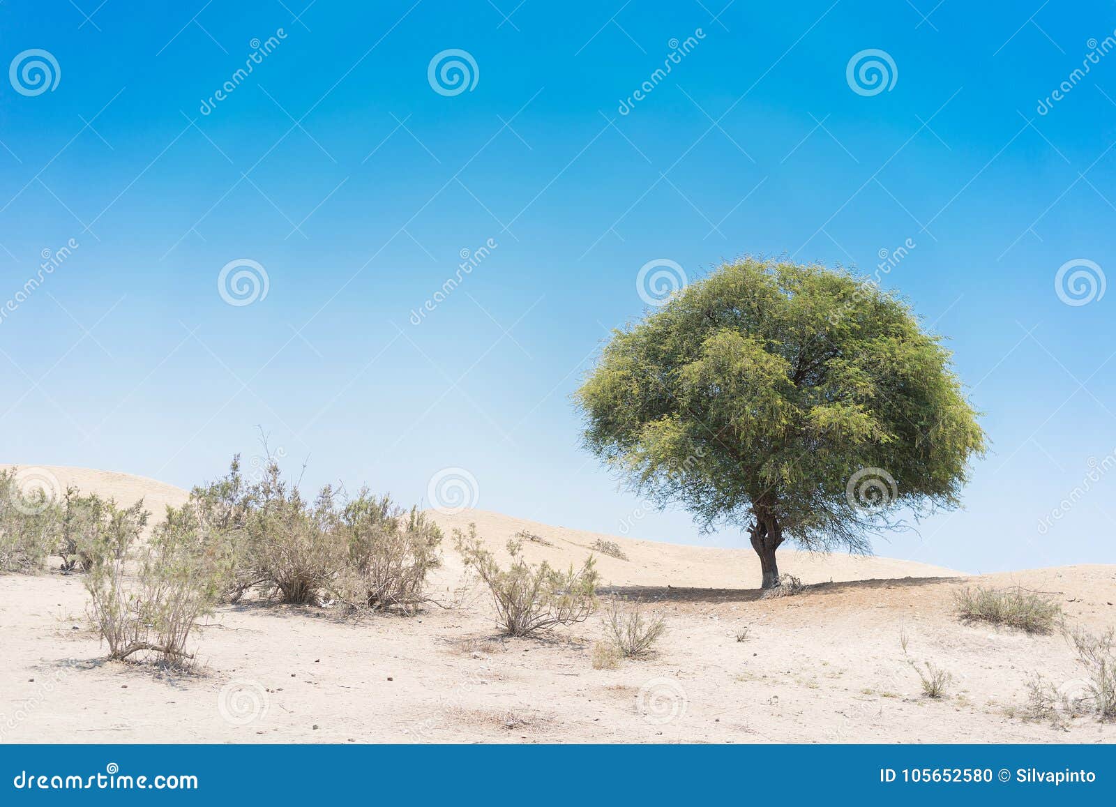 Tree in the Namibe Desert. Angola Stock Photo - Image of landscape ...