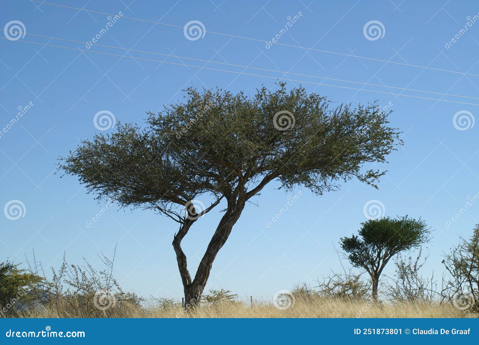 Tree Namibia with blue sky stock image. Image of namibia - 251873801