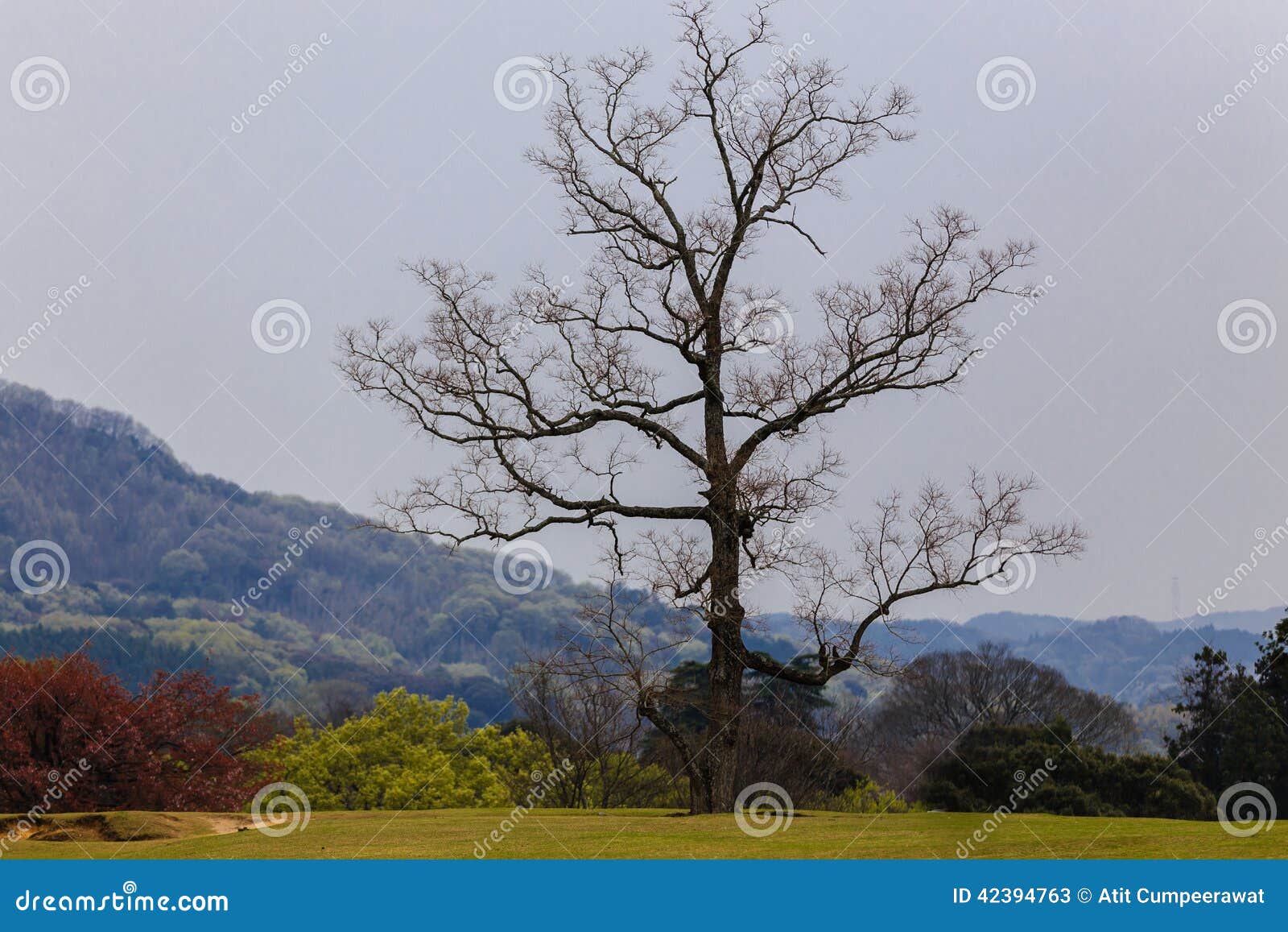 Tree , Nara in Japan stock image. Image of forest, japan - 42394763
