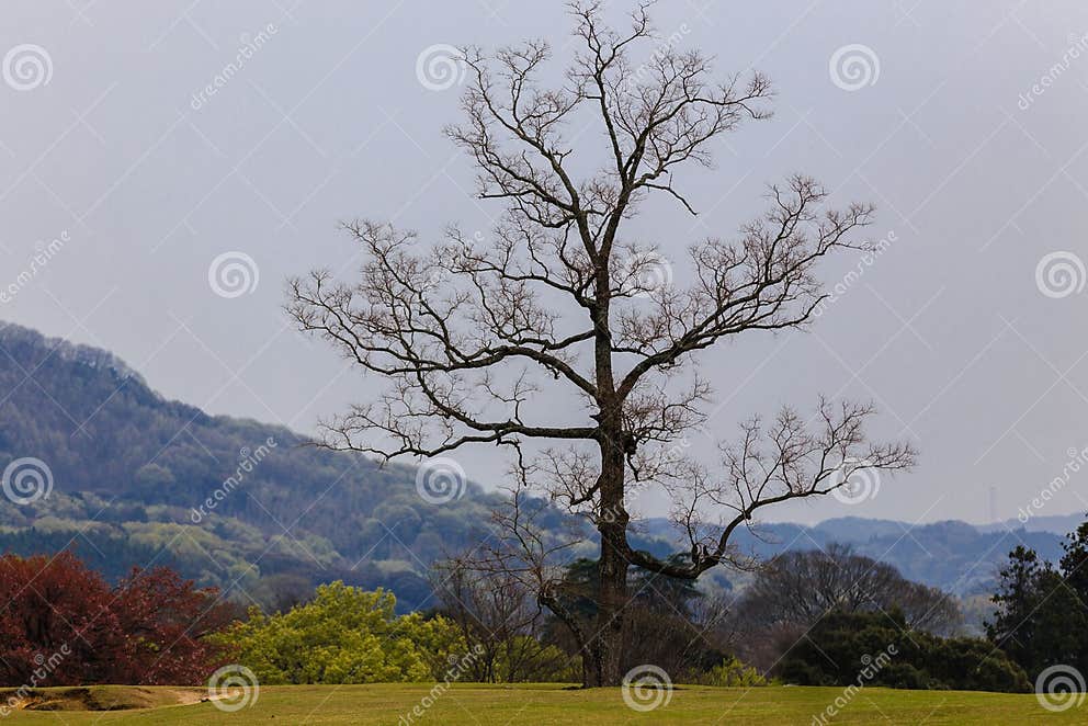 Tree , Nara in Japan stock image. Image of forest, japan - 42394763