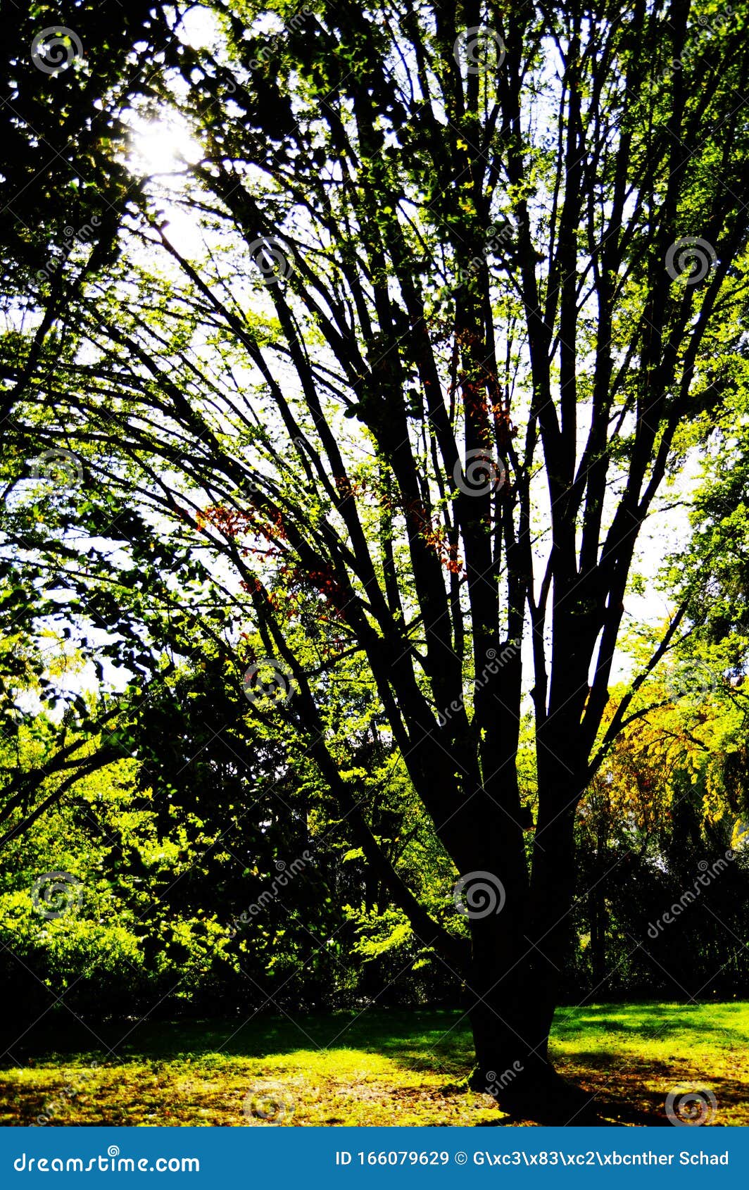 Tree with Narrow Branches and Rest on Autumn Leaves in Strong Back ...
