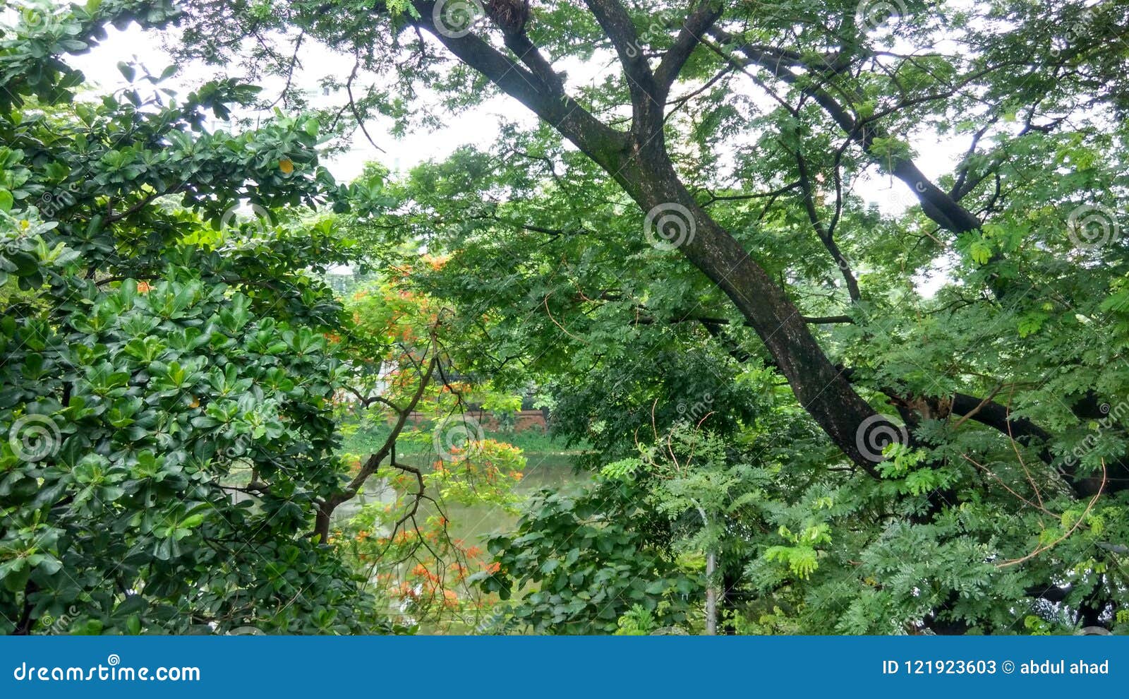 Tree stock image. Image of tree, natecher, nice, nataral - 121923603