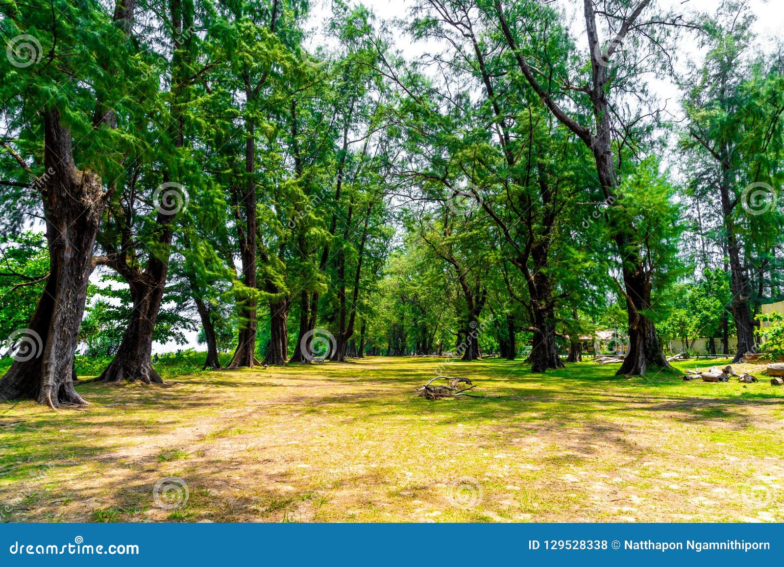 Tree in National Park in Phuket, Thailand Stock Photo - Image of cloud ...