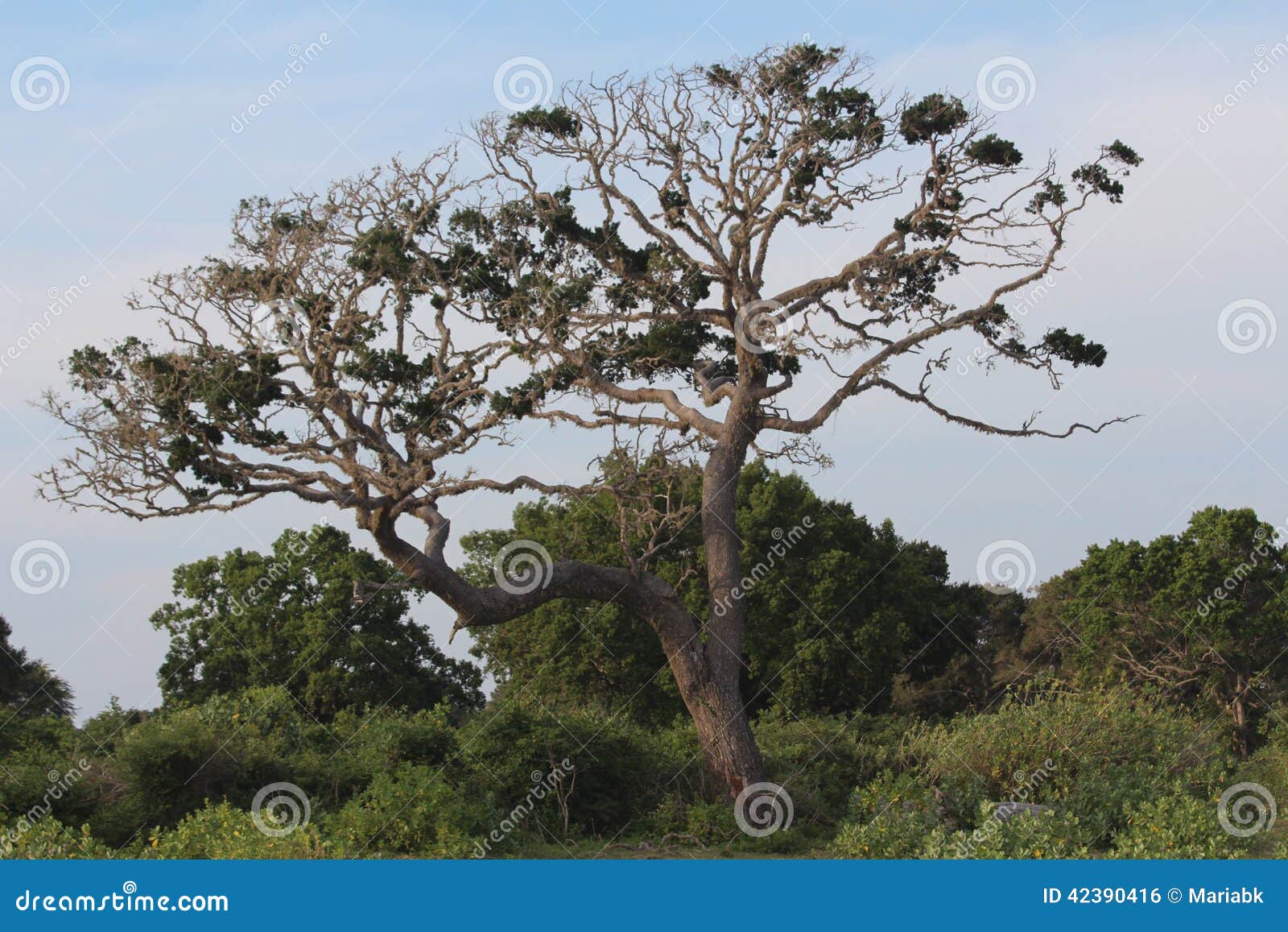 Tree. National park Yala stock photo. Image of national - 42390416