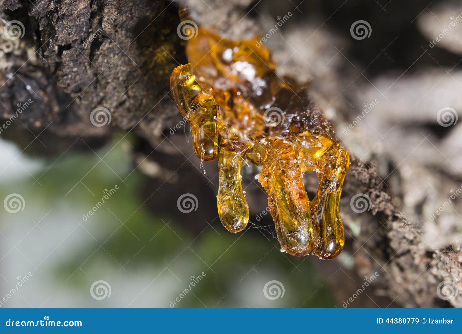 Tree natural amber resin stock image. Image of beauty - 44380779