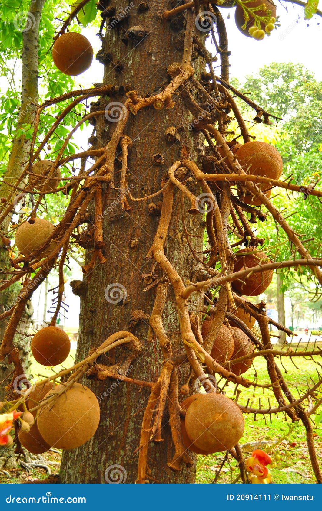Tree with Natural Decorative Balls Stock Image - Image of stem ...
