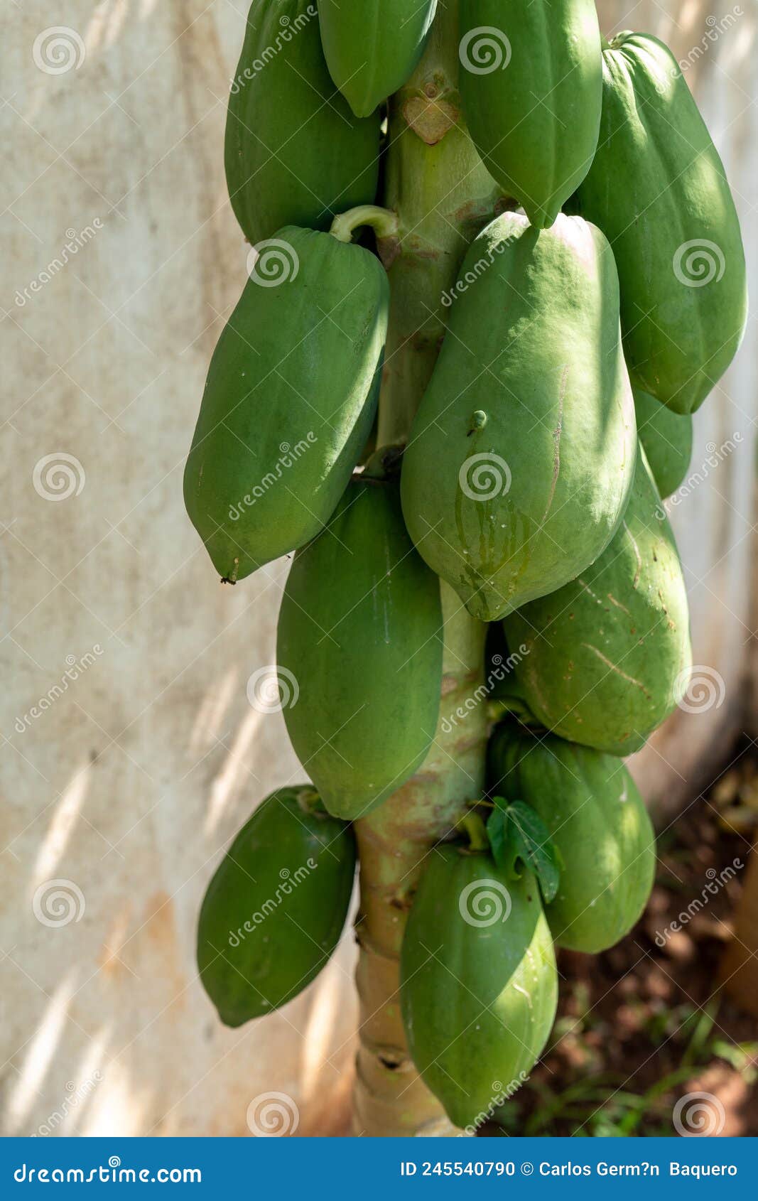 Tree with Natural Papaya or Mamon Fruit in a Home Garden Stock Photo ...