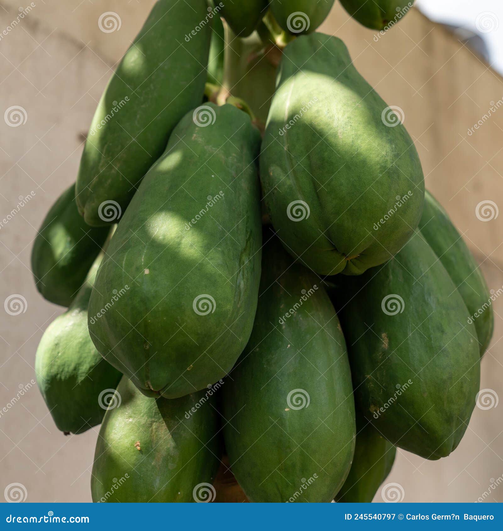 Tree with Natural Papaya or Mamon Fruit in a Home Garden Stock Image ...