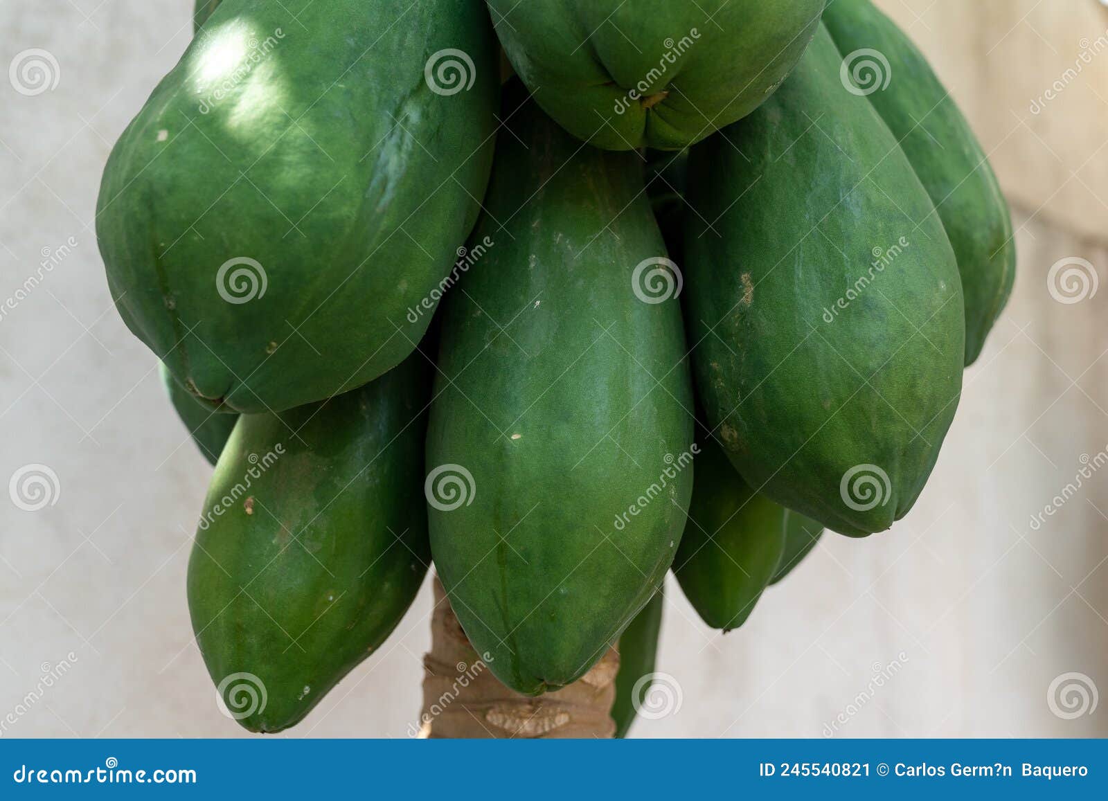 Tree with Natural Papaya or Mamon Fruit in a Home Garden Stock Image ...