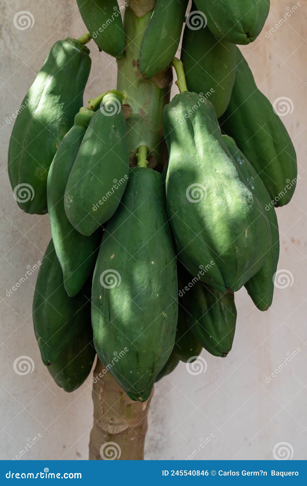 Tree with Natural Papaya or Mamon Fruit in a Home Garden Stock Photo ...