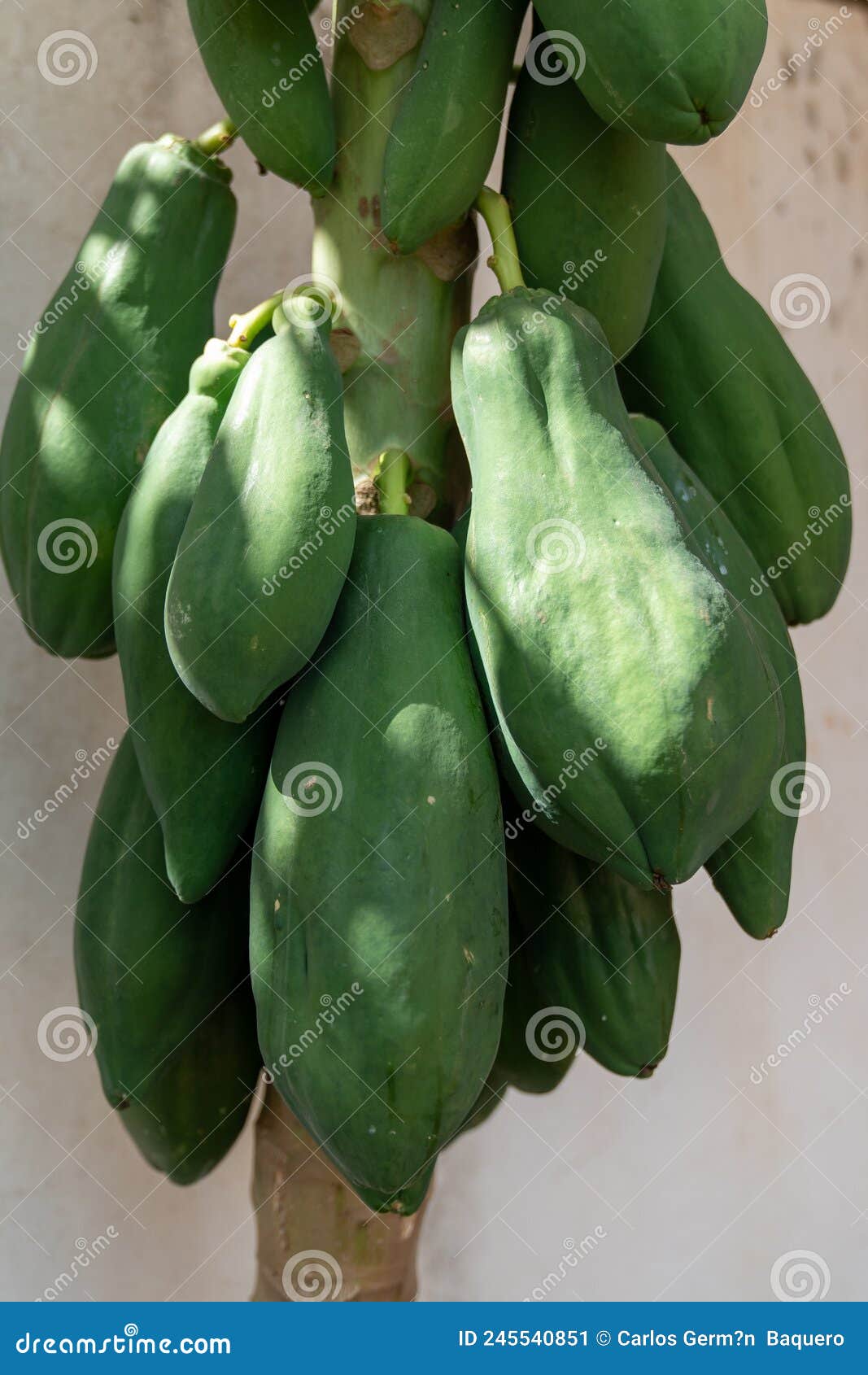 Tree with Natural Papaya or Mamon Fruit in a Home Garden Stock Image ...