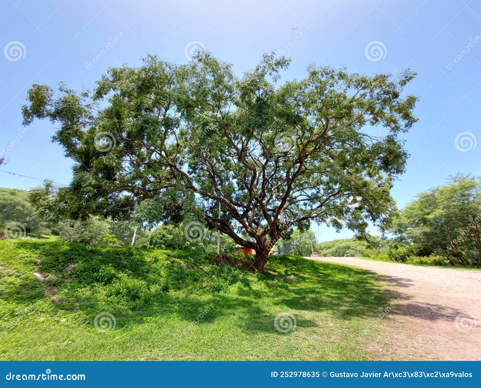 Tree in natural senery stock image. Image of woodland - 252978635