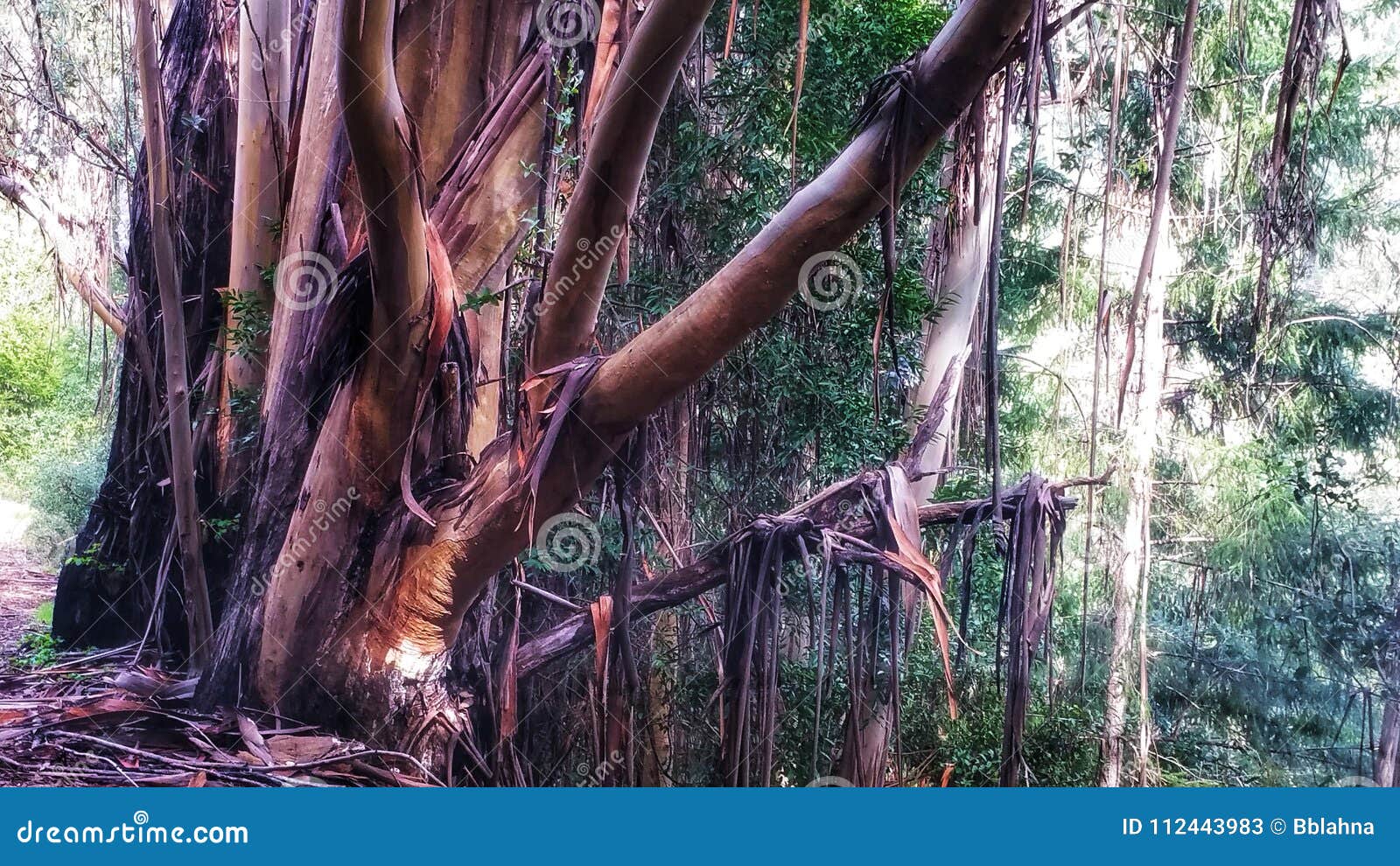 Ghost Tree stock image. Image of hangs, errie, stripped - 112443983