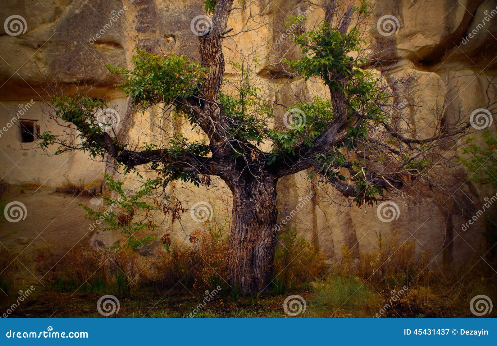 Rectangles In Nature