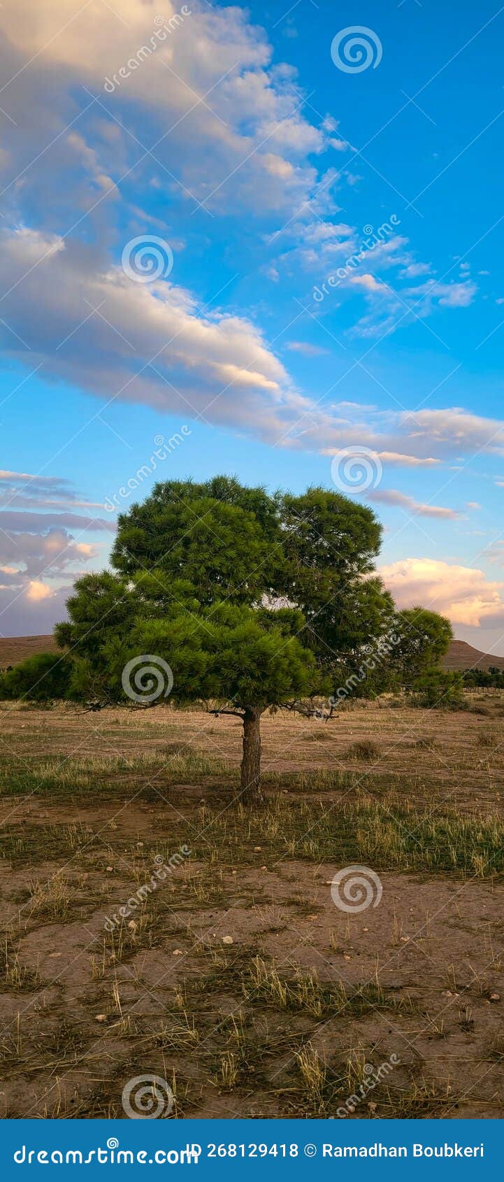 Tree , Nature Desert, Blue Sky Stock Photo - Image of plain, landscape ...