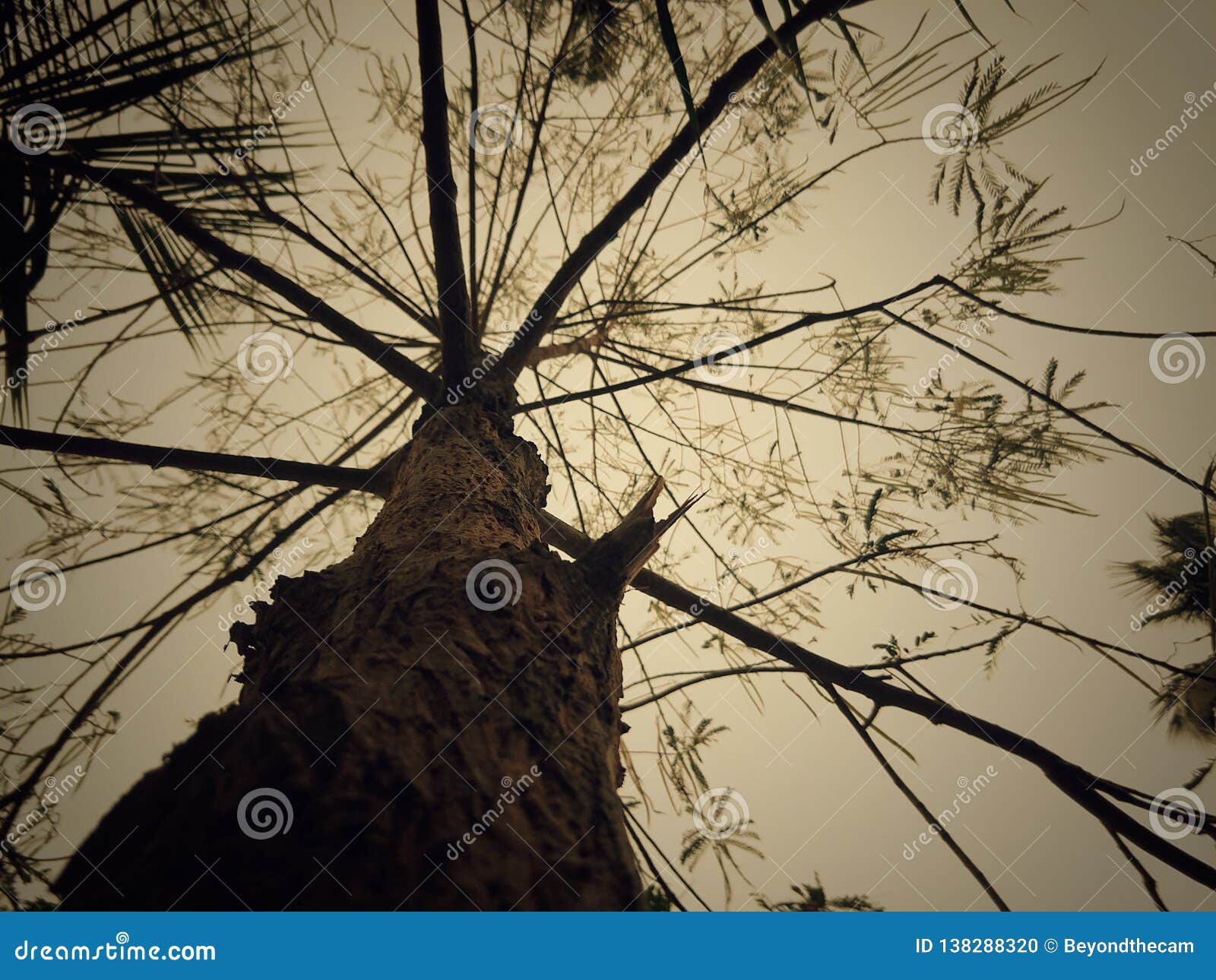 Pic of a Tree in the Evening Stock Photo - Image of care, tree: 138288320