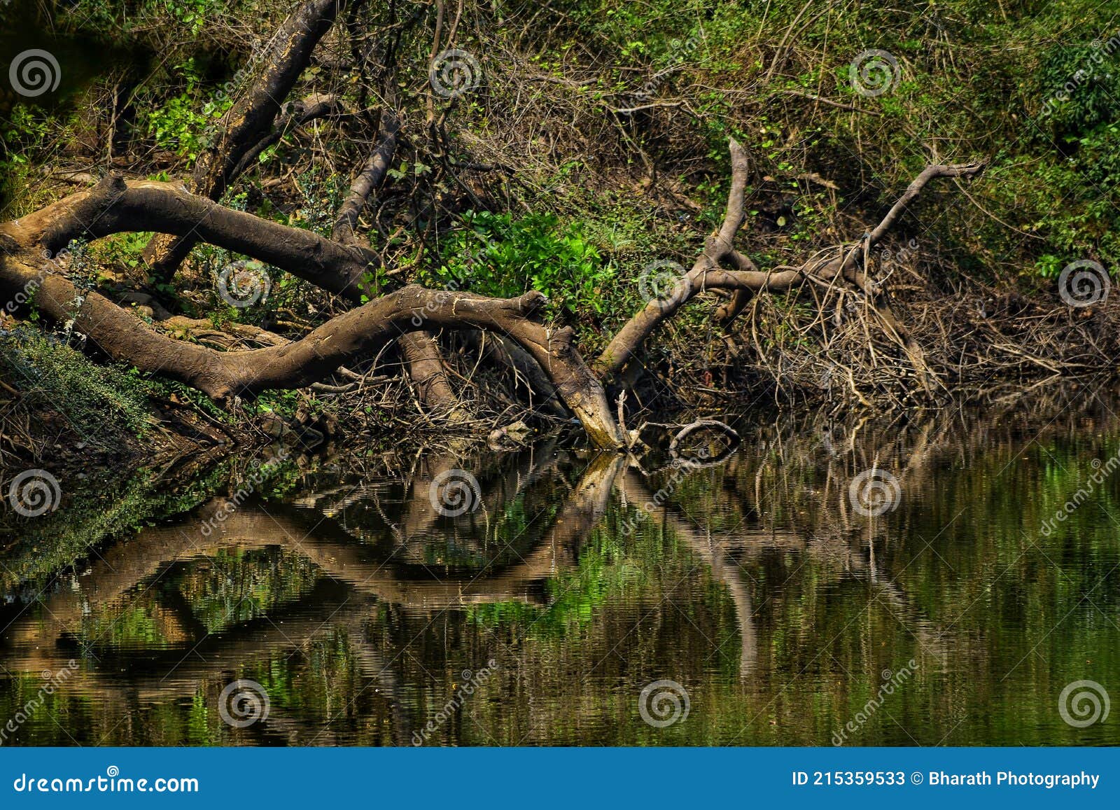 Tree Nature Forest Stream Reflection Stock Image - Image of woodland ...