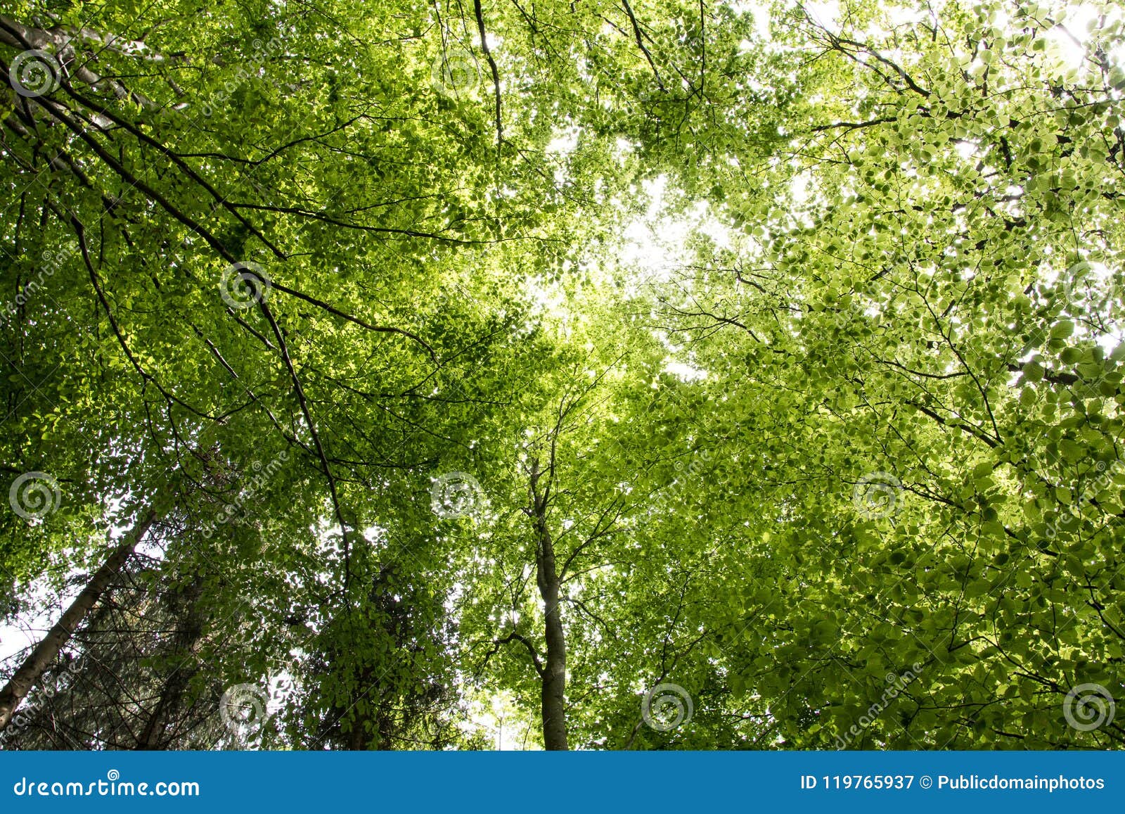 Tree, Nature, Green, Ecosystem Picture. Image: 119765937