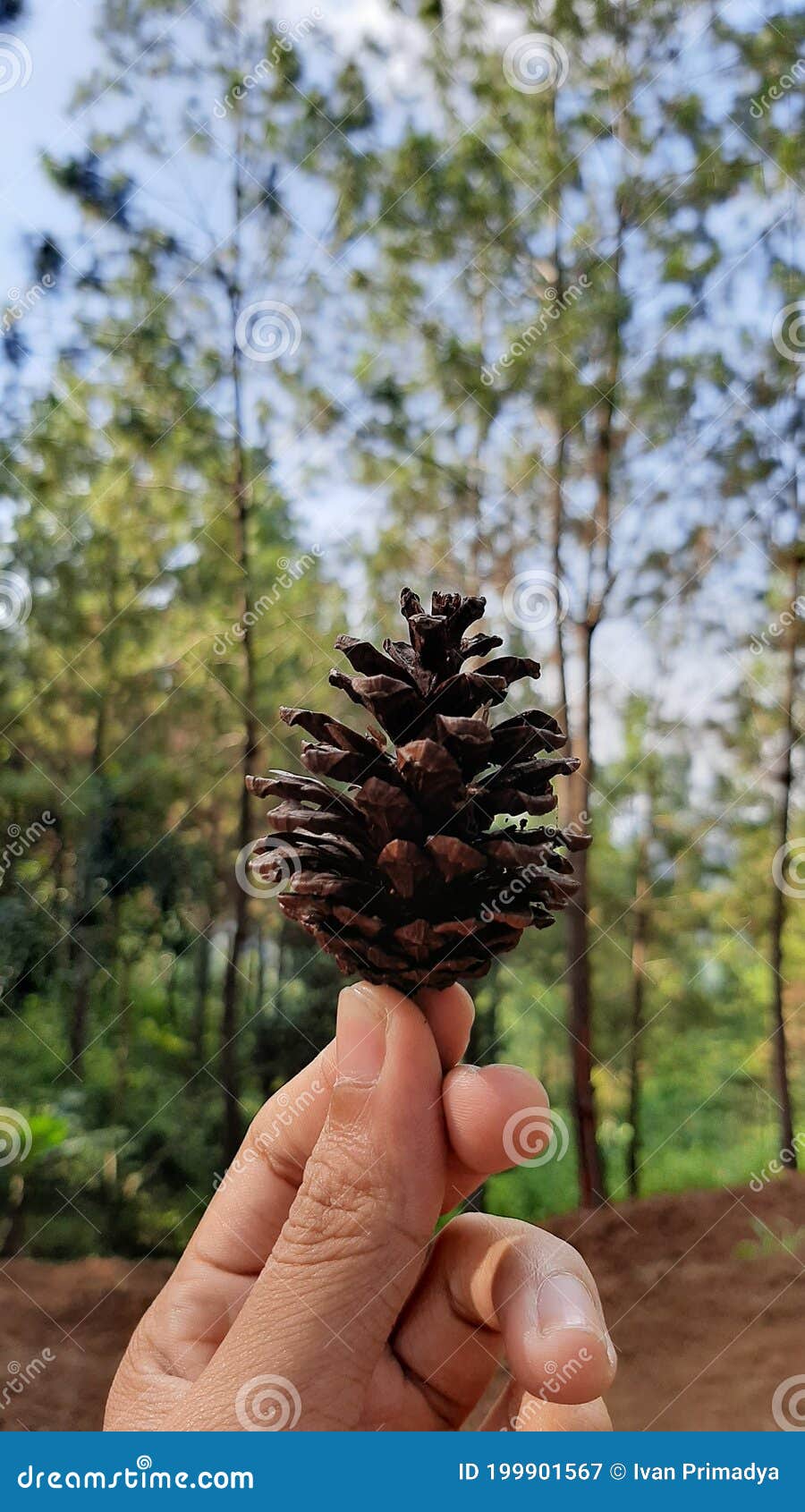 Tree nature hand stock image. Image of nature, branch - 199901567