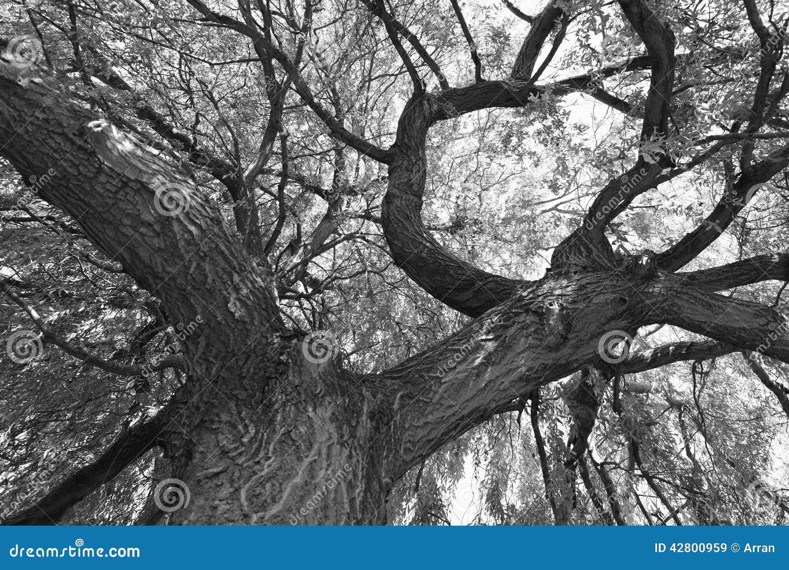 Tree stock image. Image of foliage, nature, tree, monochrome - 42800959