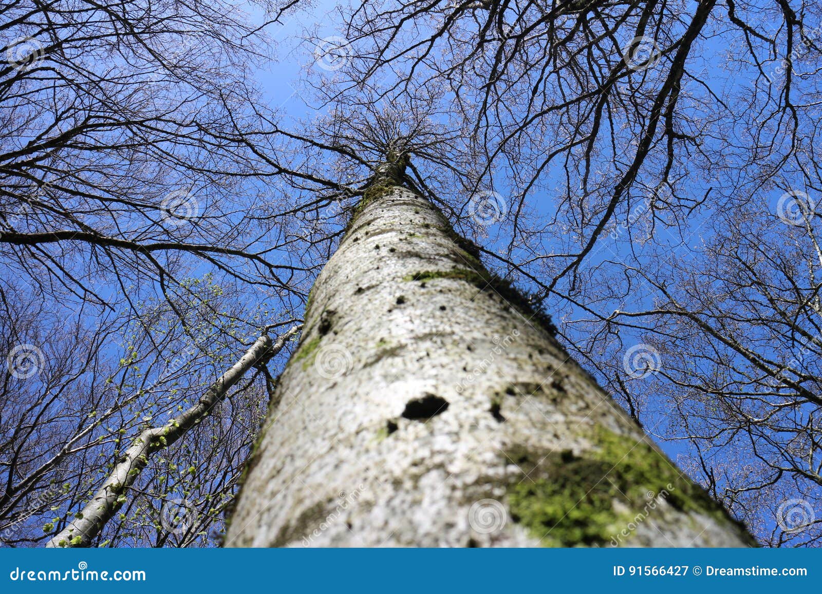 Tree stock image. Image of tree, mousse, nature, beau - 91566427