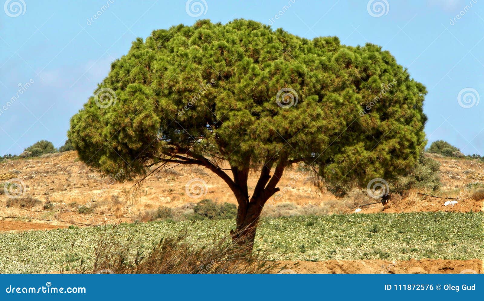 Tree in nature stock photo. Image of africa, gold, grove - 111872576