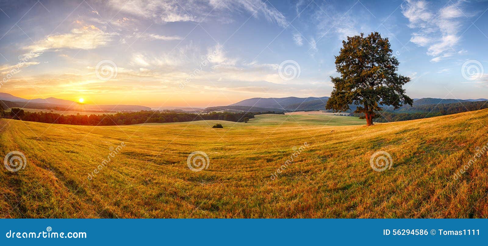 Tree on Nature Panorama Landscape Stock Photo - Image of nature ...