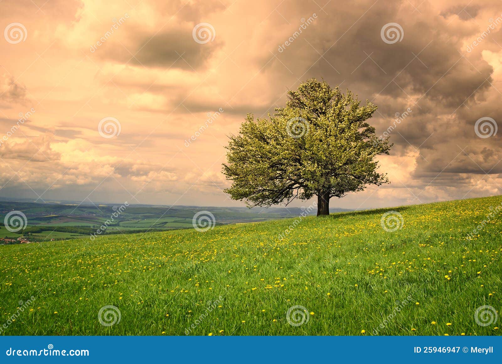 Tree nature scenery stock image. Image of blossom, nature - 25946947