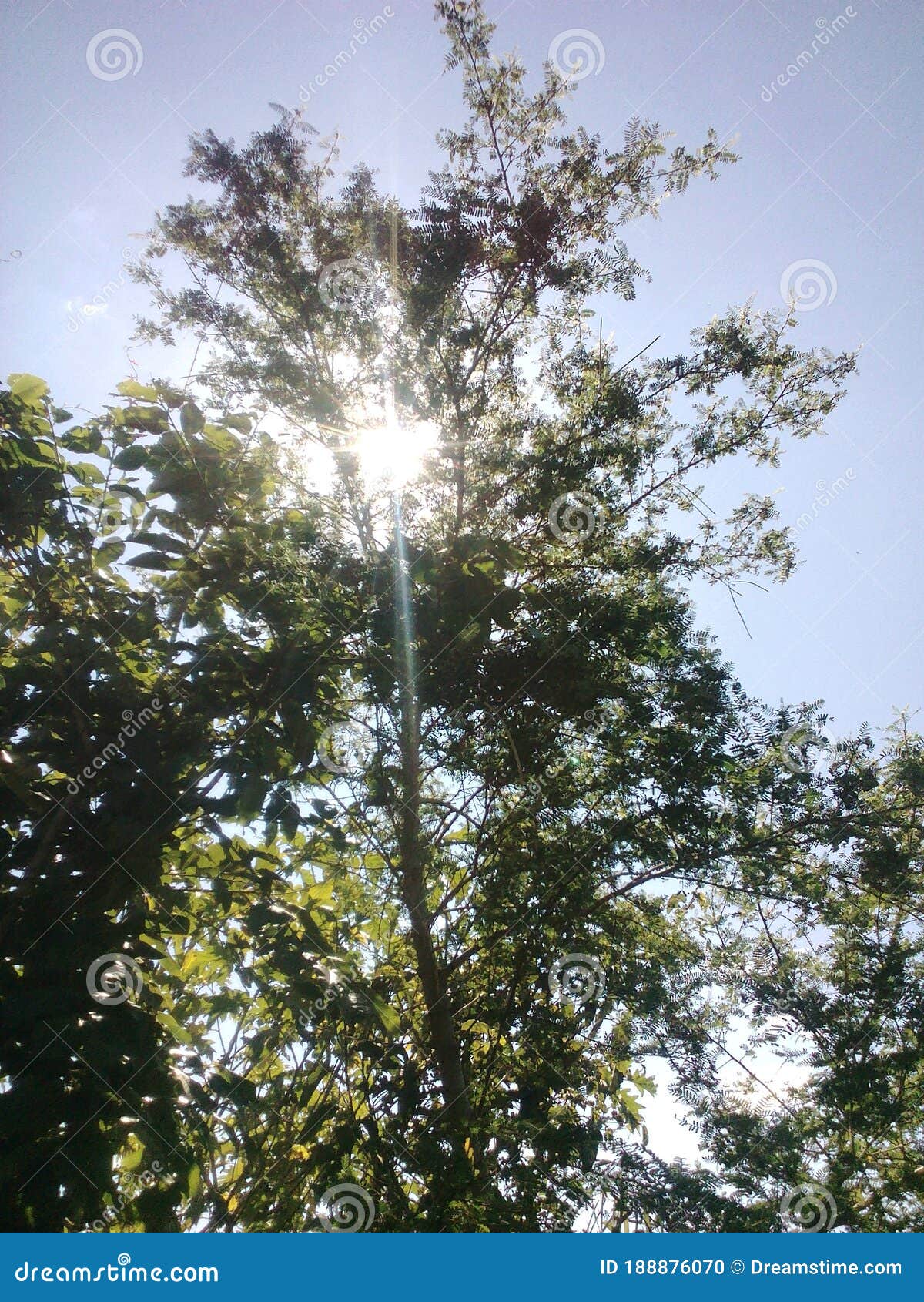 Tree stock photo. Image of branch, shades, sunlight - 188876070