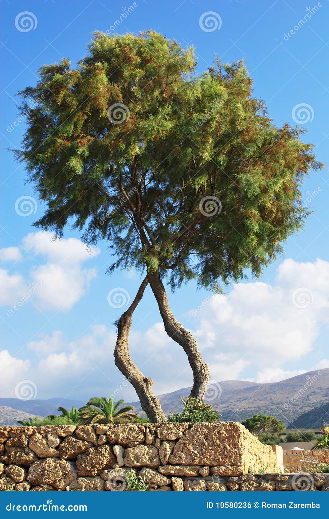 A tree near the beach stock photo. Image of tree, palms - 10580236