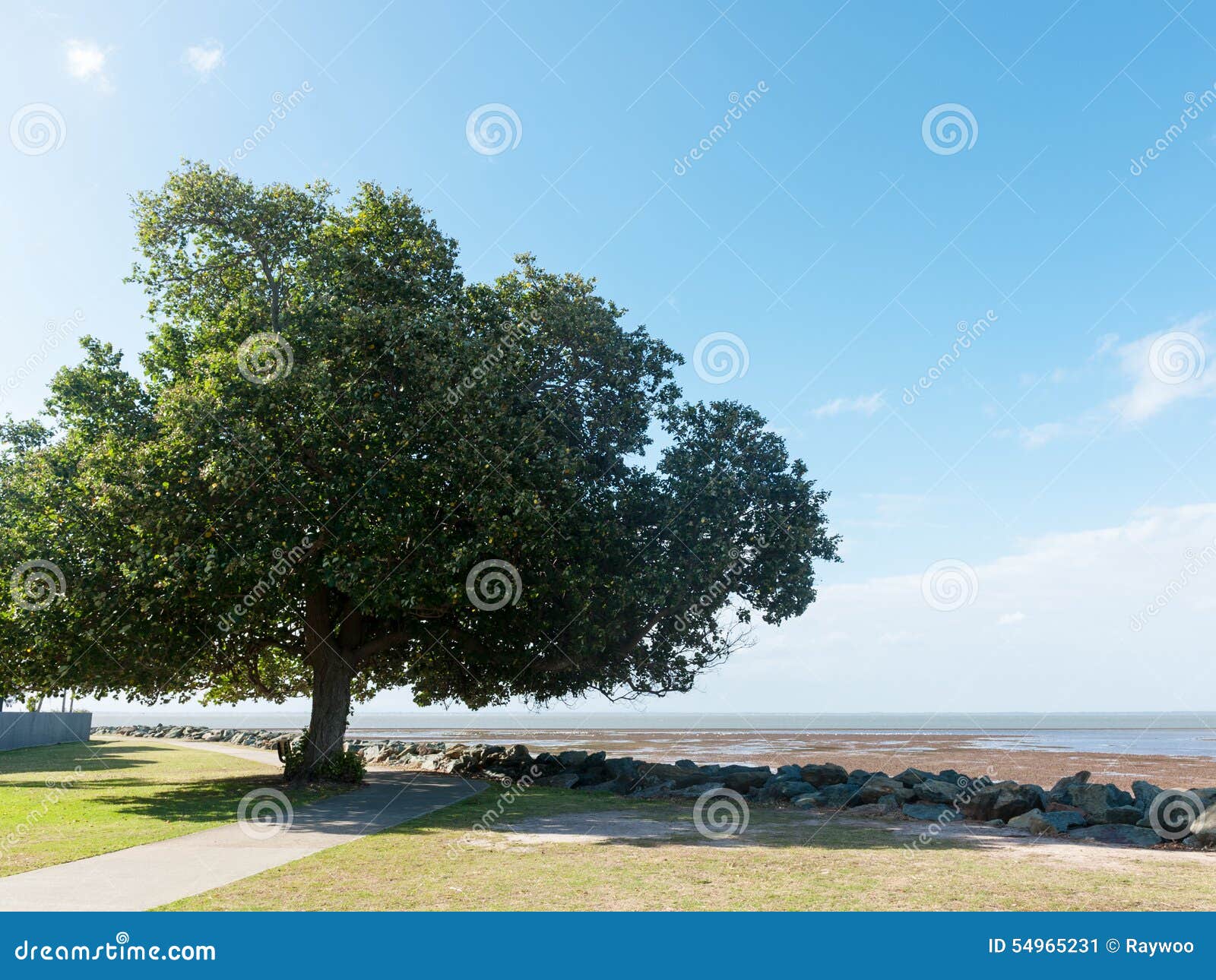 Tree near beach stock image. Image of sand, outdoor, tree - 54965231