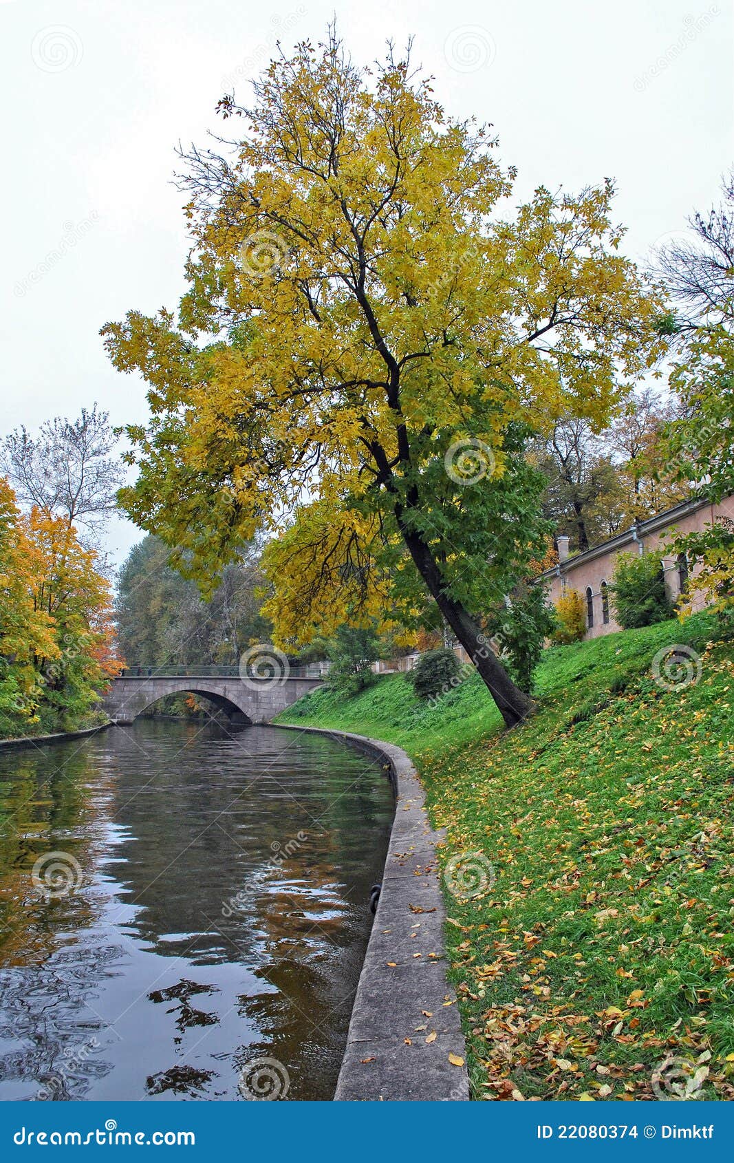 Tree near the canal stock photo. Image of seasonal, colored - 22080374