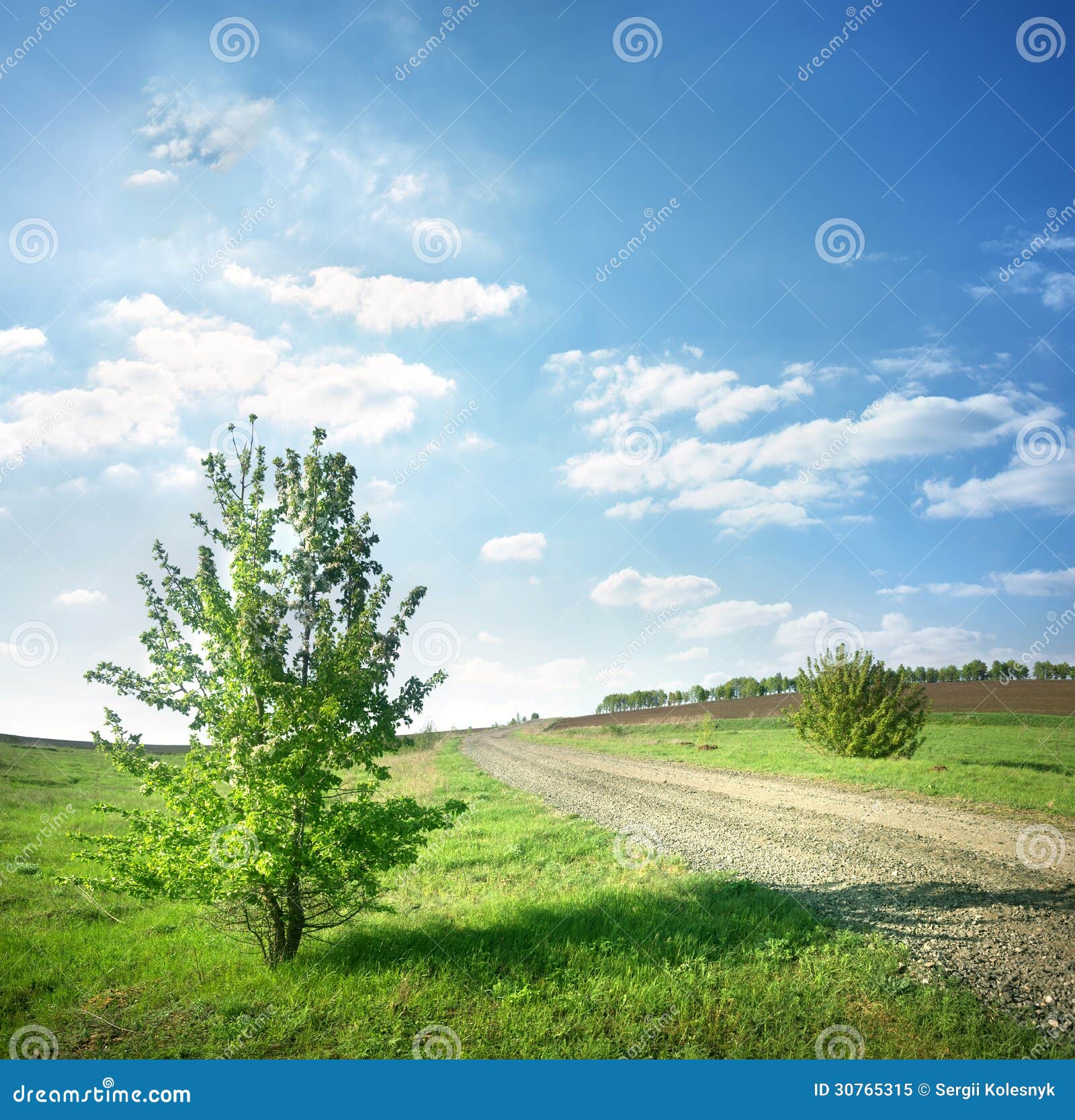 Tree near a country road stock image. Image of grass - 30765315