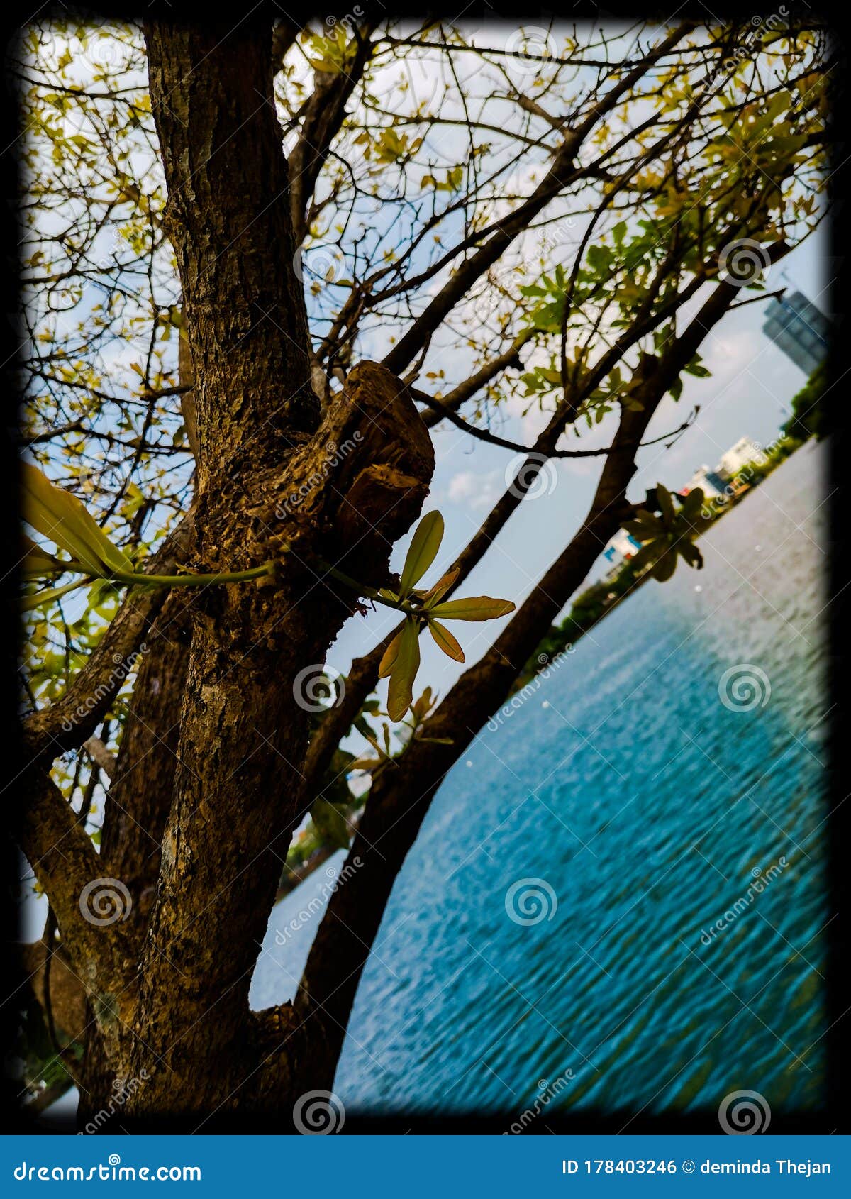 Tree near the lake stock photo. Image of focus, sunrise - 178403246