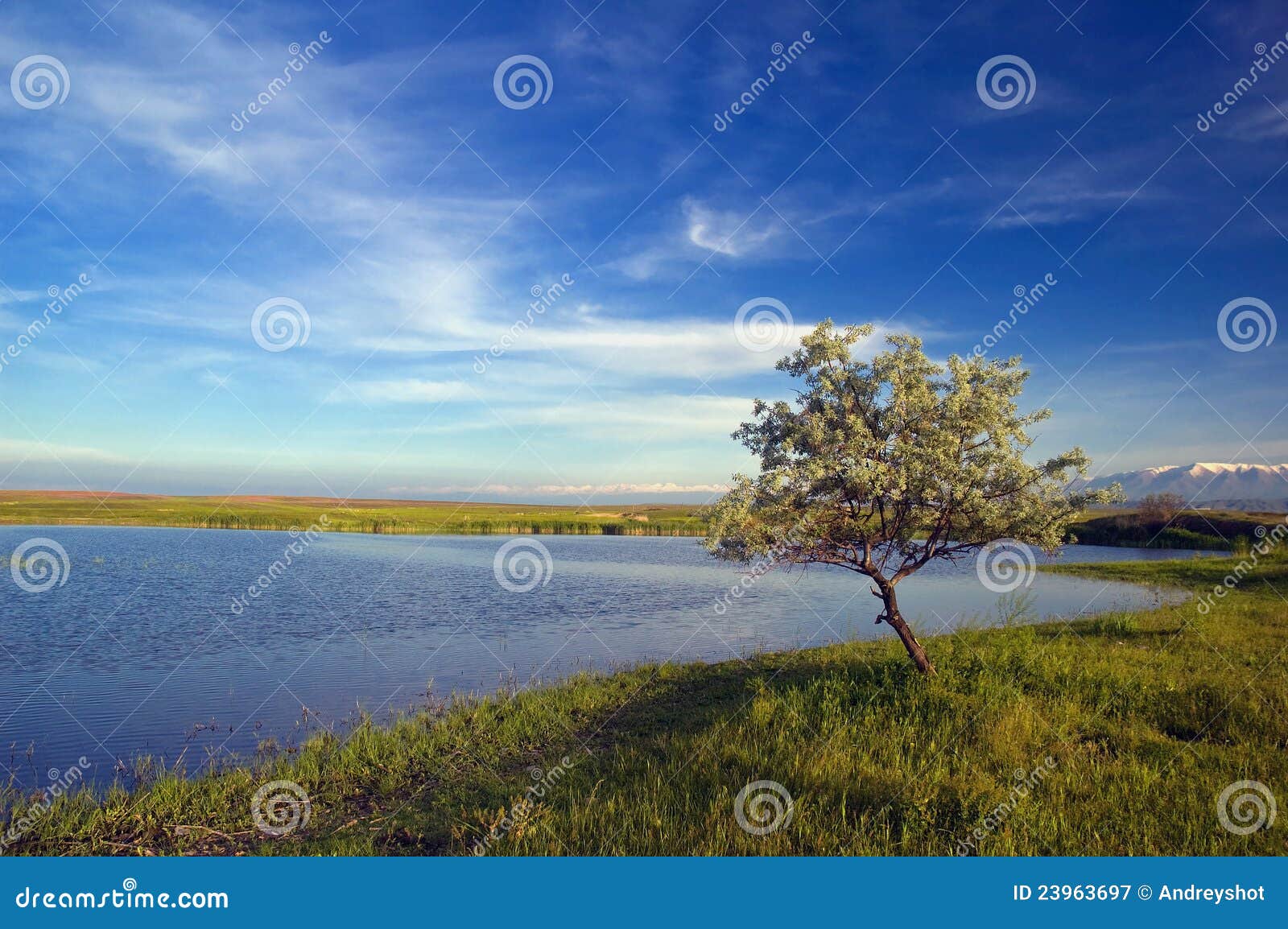 Tree near lake stock image. Image of landscape, tree - 23963697