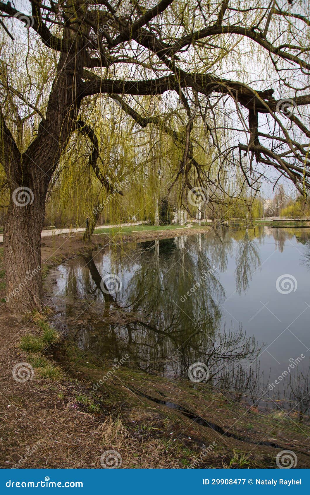 Tree near lake stock image. Image of forest, scene, park - 29908477