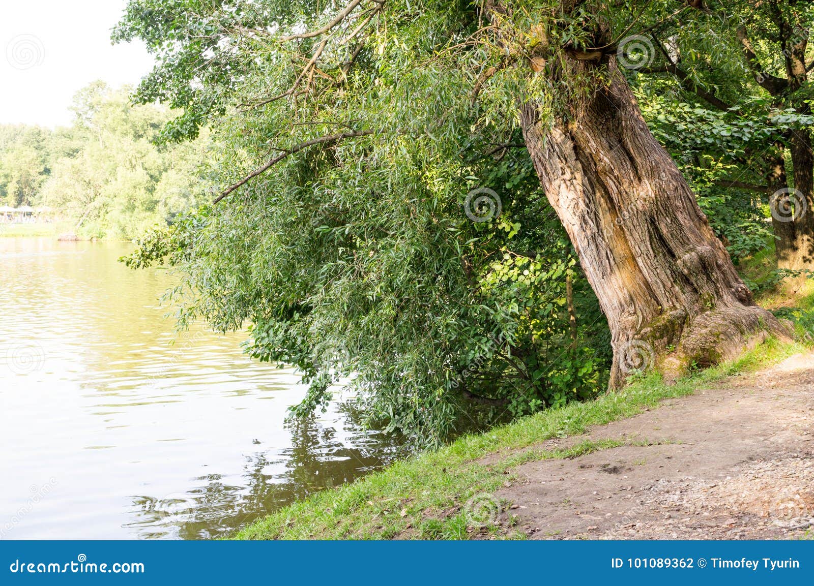 Tree Near the Pond in Park. Background, Nature. Stock Photo - Image of ...