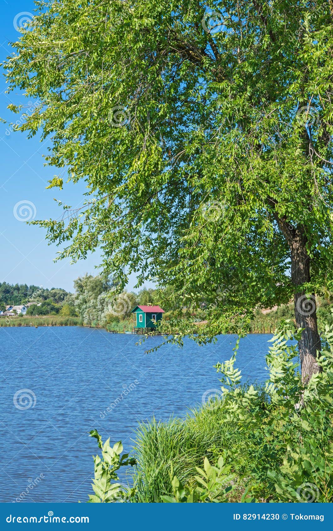 Tree near pond stock photo. Image of outdoors, relaxation - 82914230
