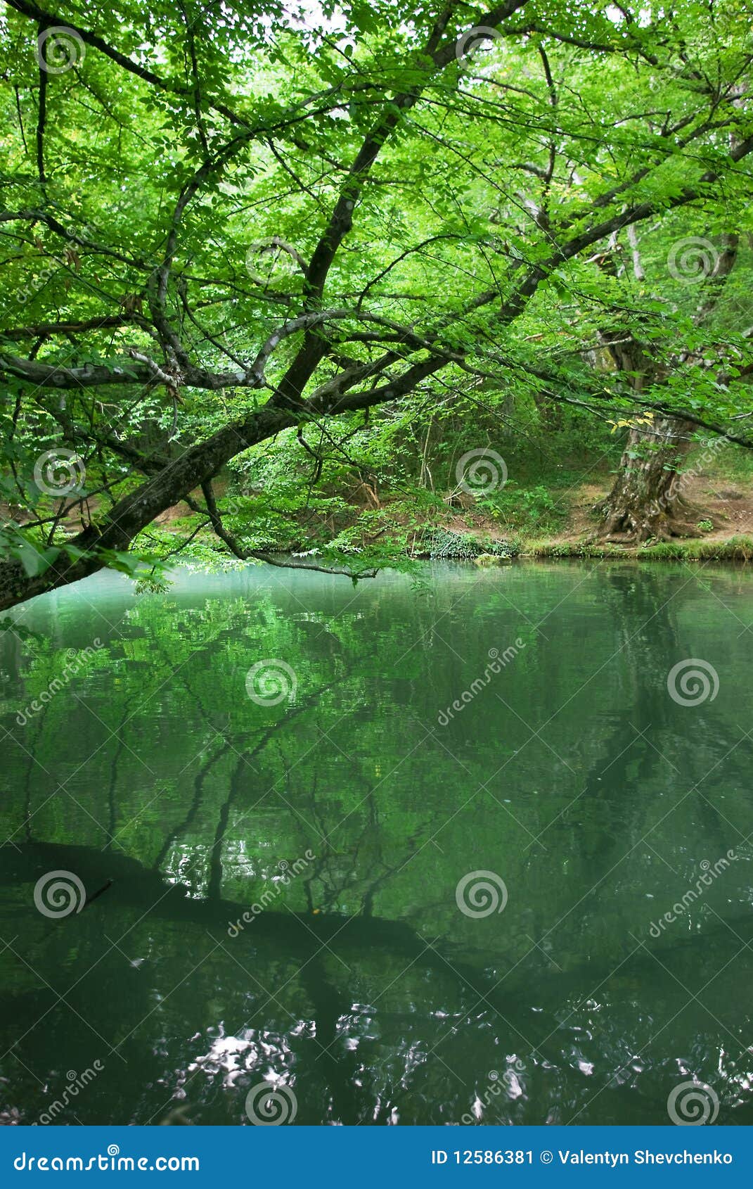 Tree near the river stock image. Image of leaves, leaf - 12586381